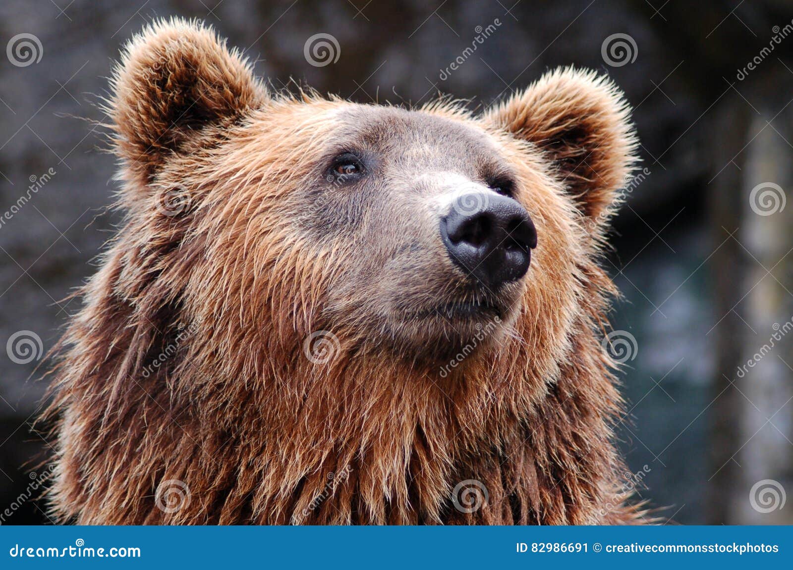 Free Public Domain CC0 Image: Face Of Brown Bear Picture. Image: 82986691