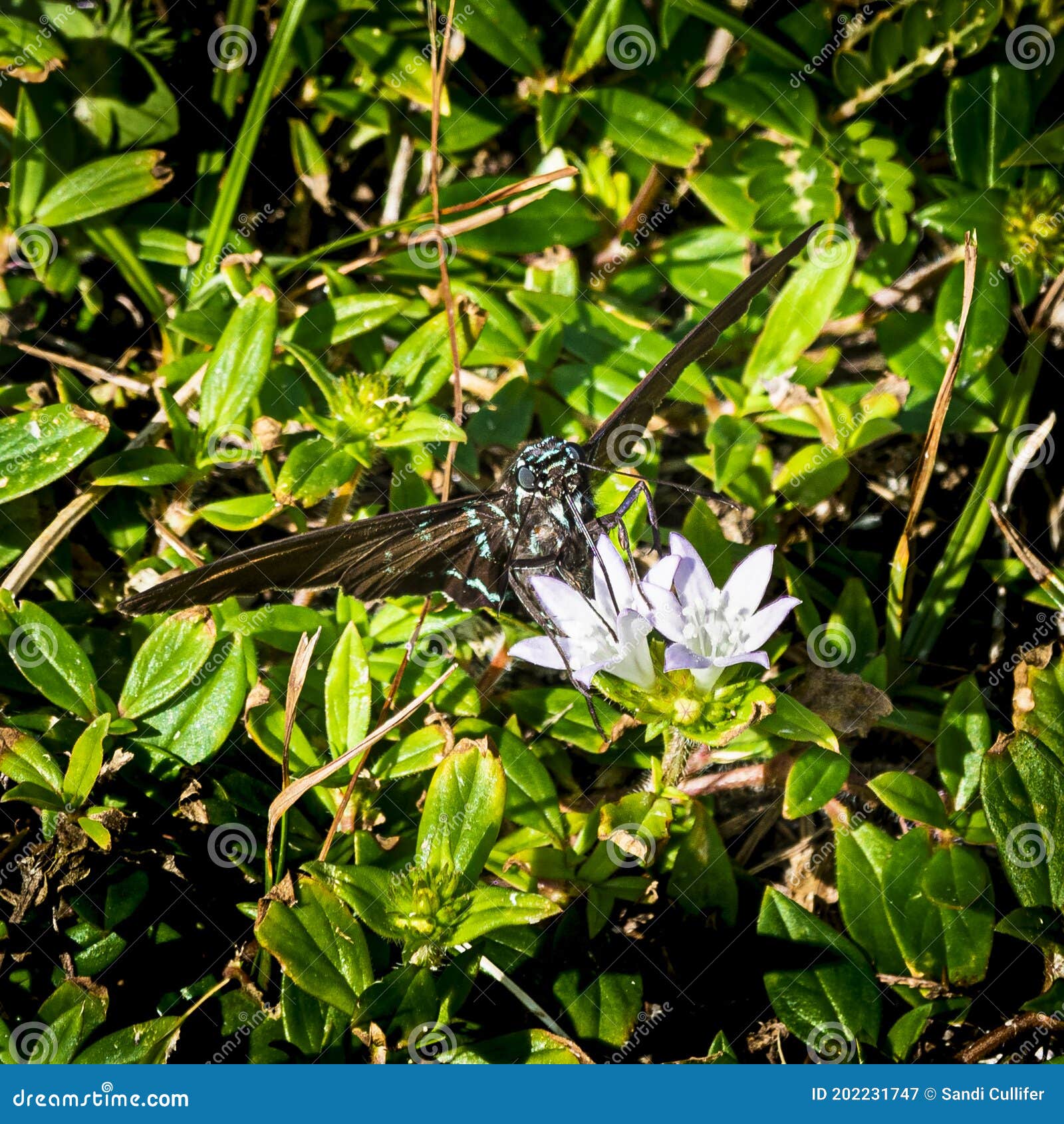 The Face of a Brown and Turquoise Moth Stock Image - Image of clover ...
