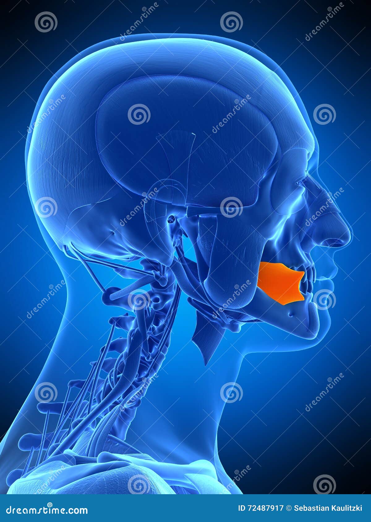 The face buccinator stock illustration. Illustration of cervical - 72487917