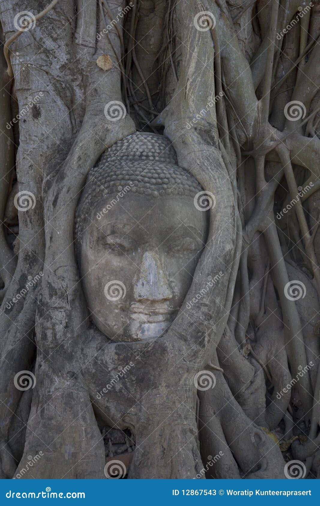 Face of Buddha Covered by Roots of a Fig Tree Stock Image - Image of ...