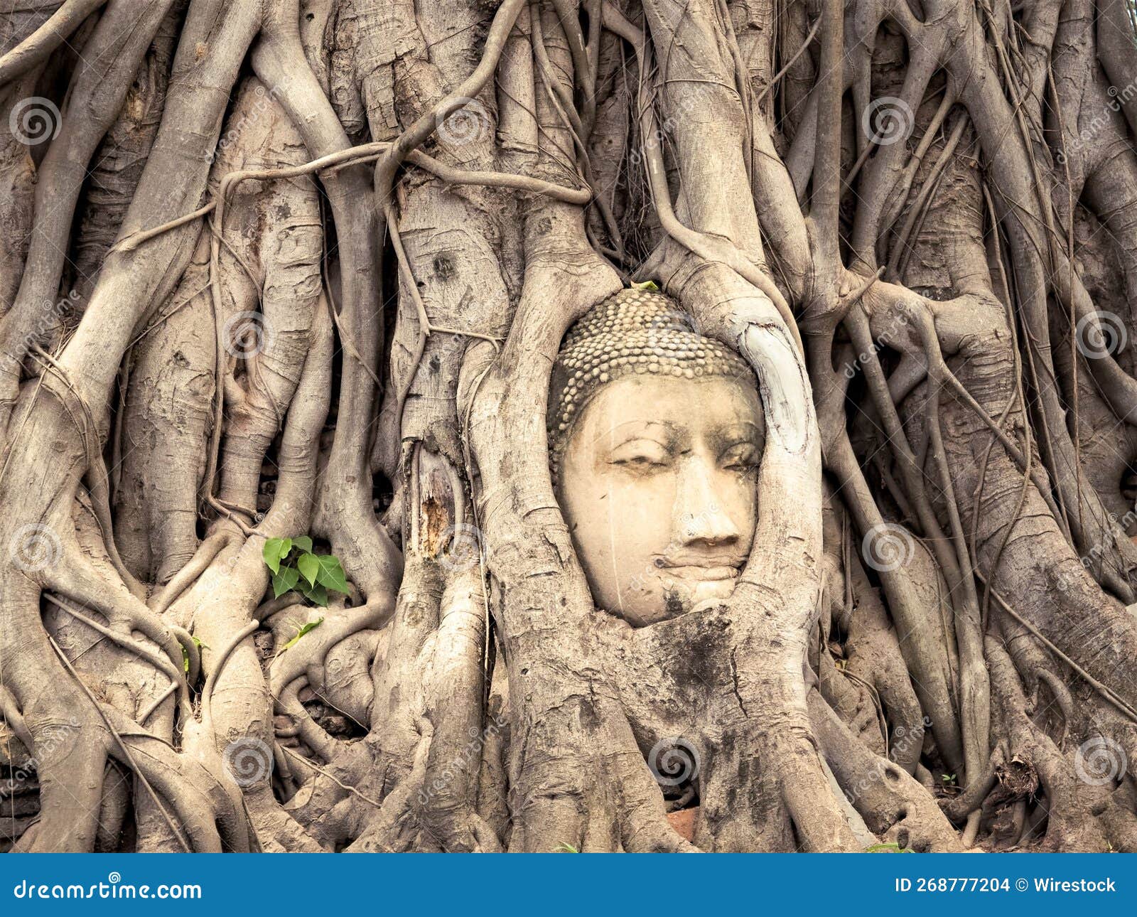 Face of the Buddha Statue in the Roots of a Big Tree Stock Photo ...