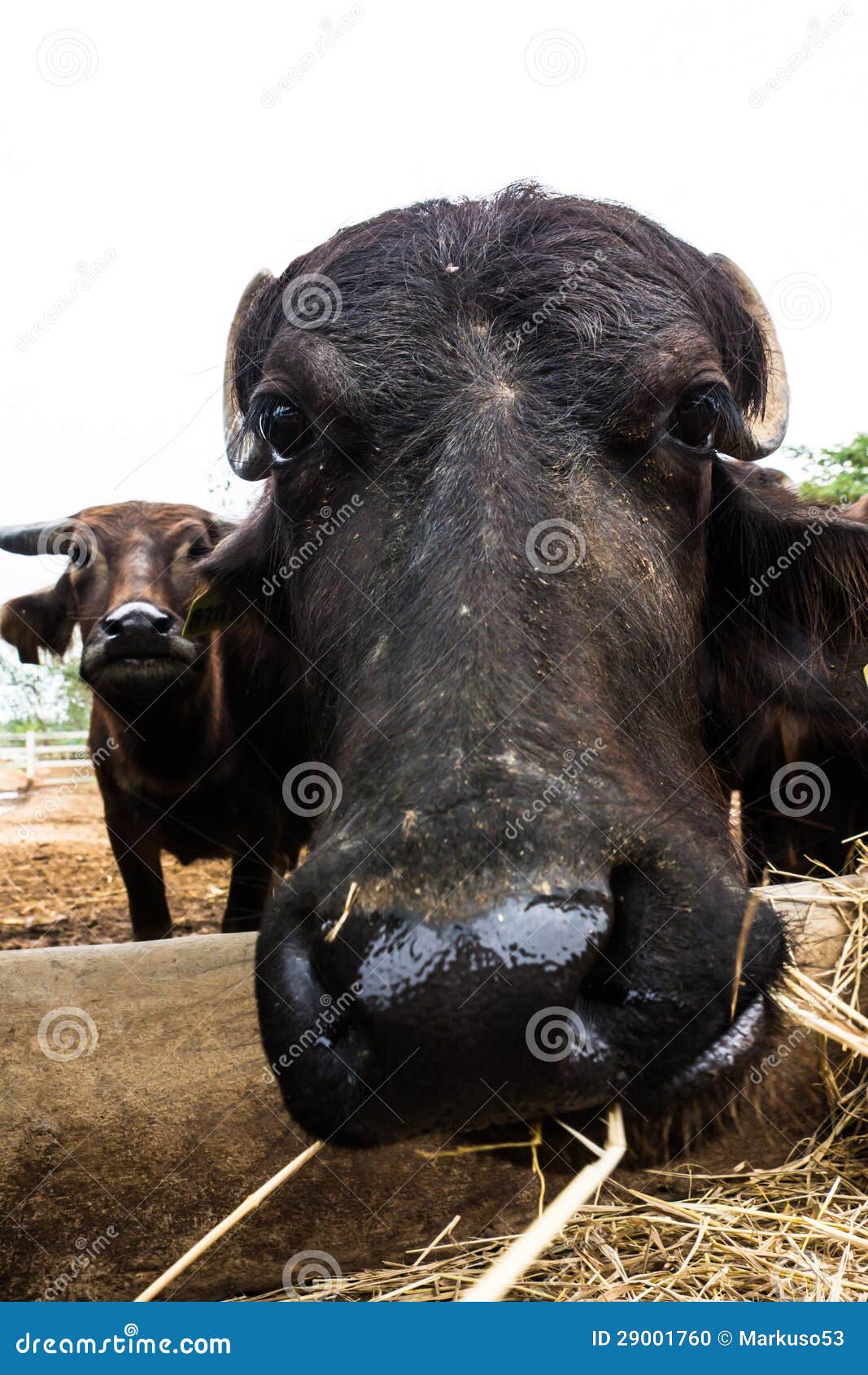 Face of buffalo stock photo. Image of mammal, outdoor - 29001760