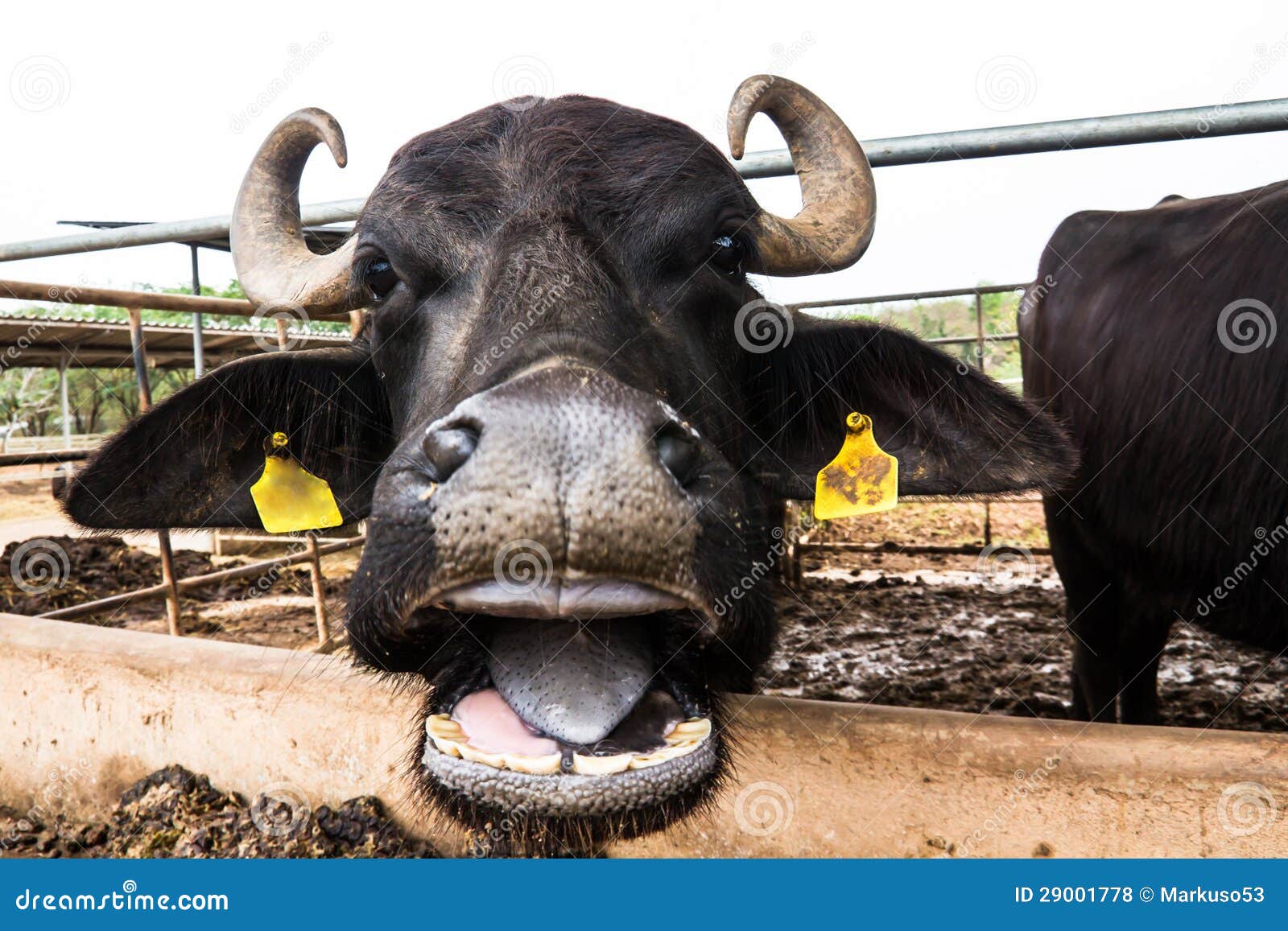 Face of buffalo close up stock photo. Image of mammal - 29001778