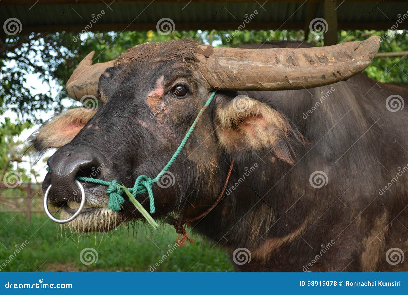 Face buffalo stock photo. Image of strong, farm, male - 98919078