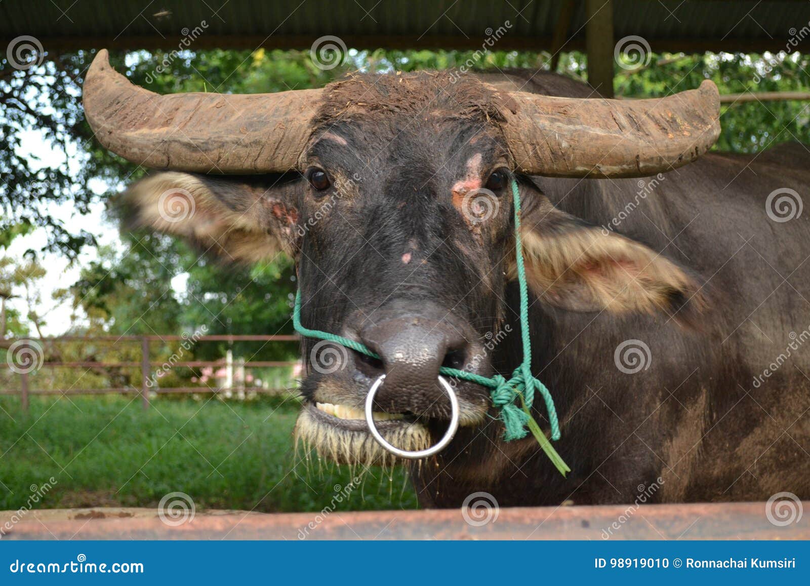 Face buffalo stock photo. Image of animal, thai, buffalo - 98919010