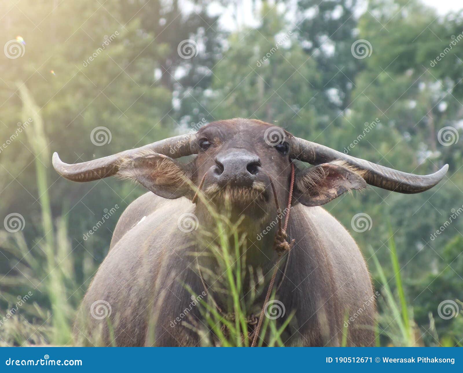 Face of Buffalo is Looking on the Forward Stock Image - Image of ...