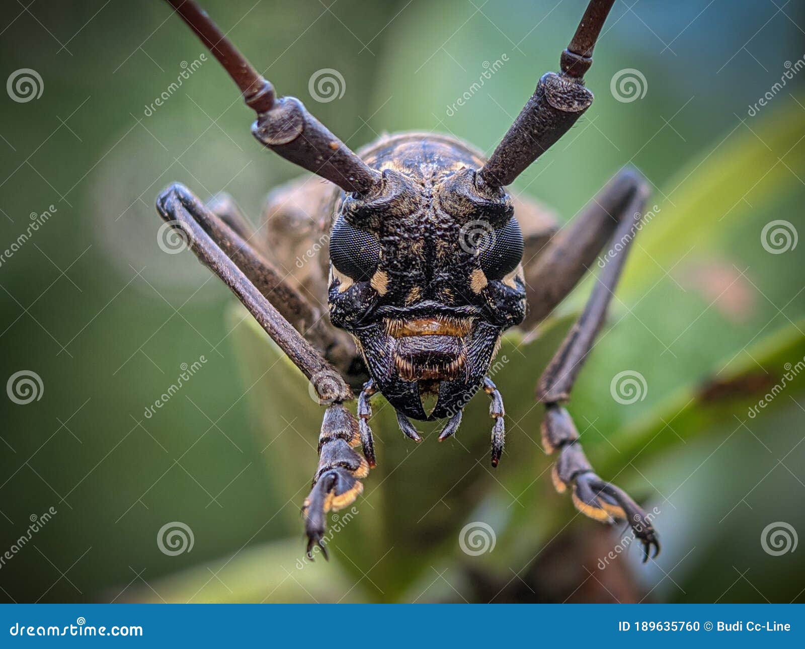 Face of Bug stock photo. Image of dragonfly, insect - 189635760
