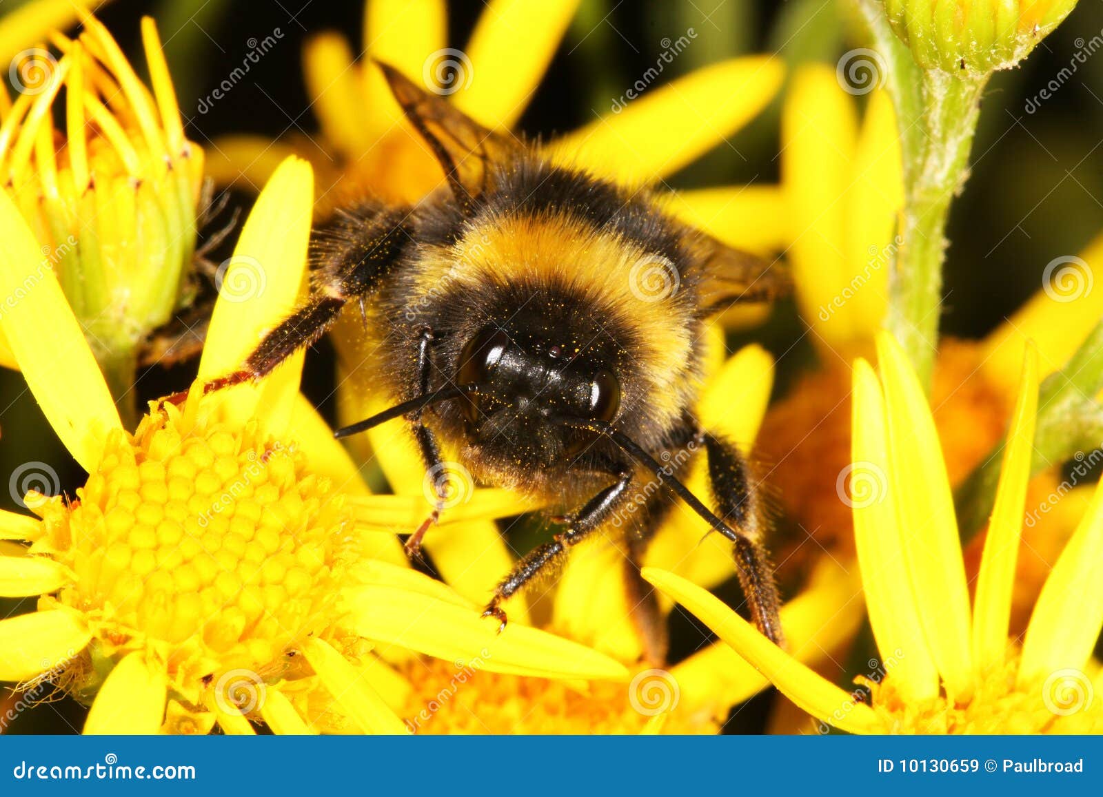 Bumble Bee Insect Face
