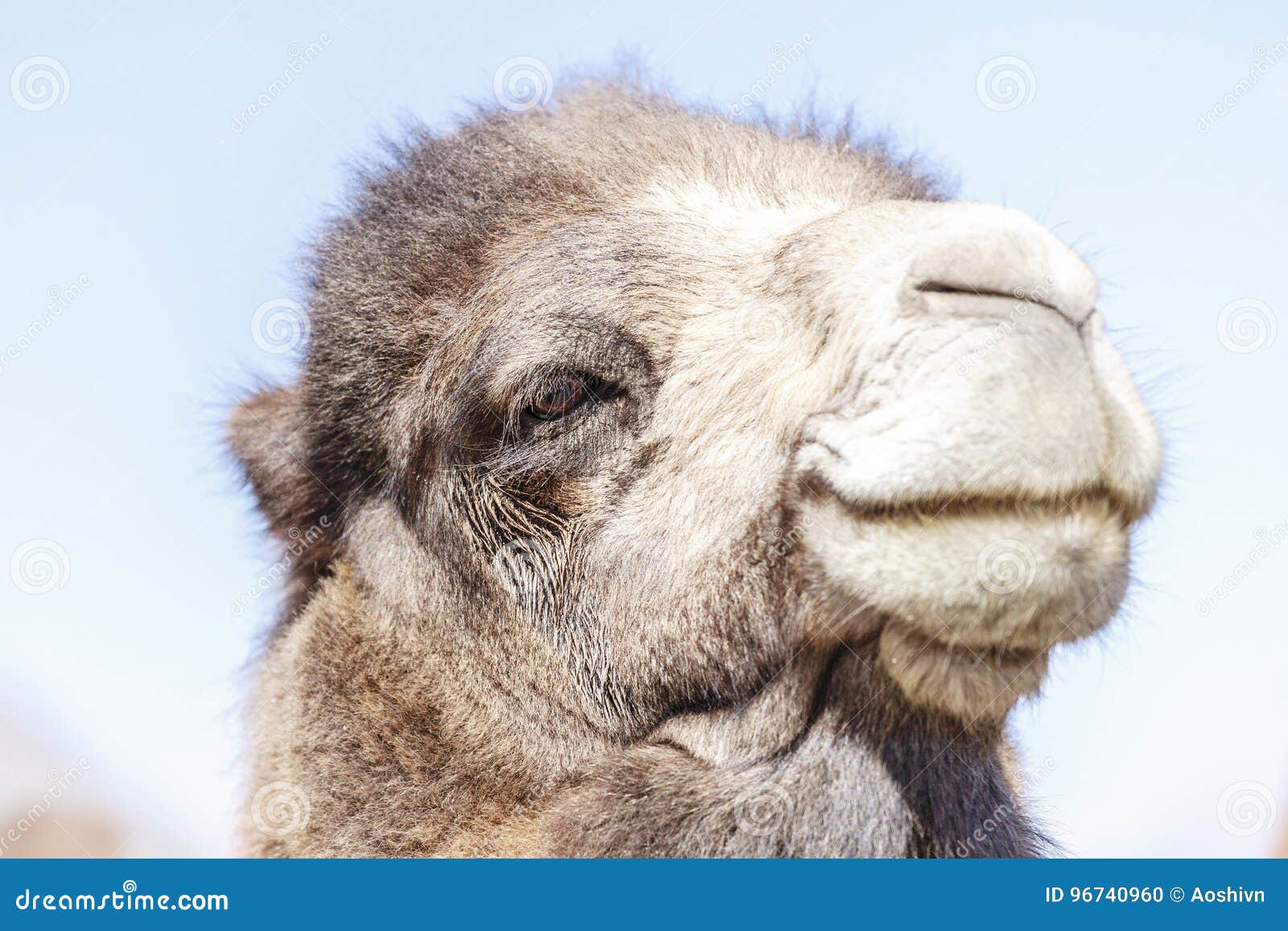 The face of camel stock photo. Image of mammal, dromedary - 96740960