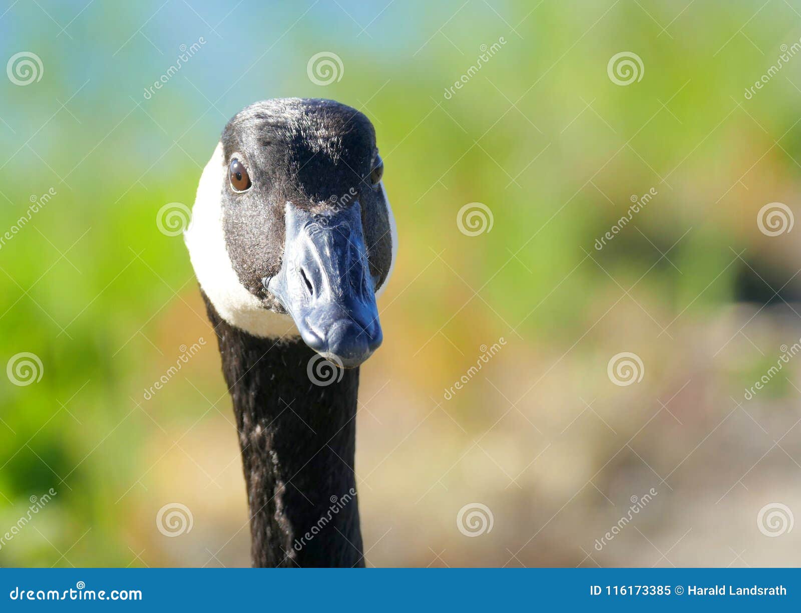 Face of a canadian goose stock image. Image of goose - 116173385