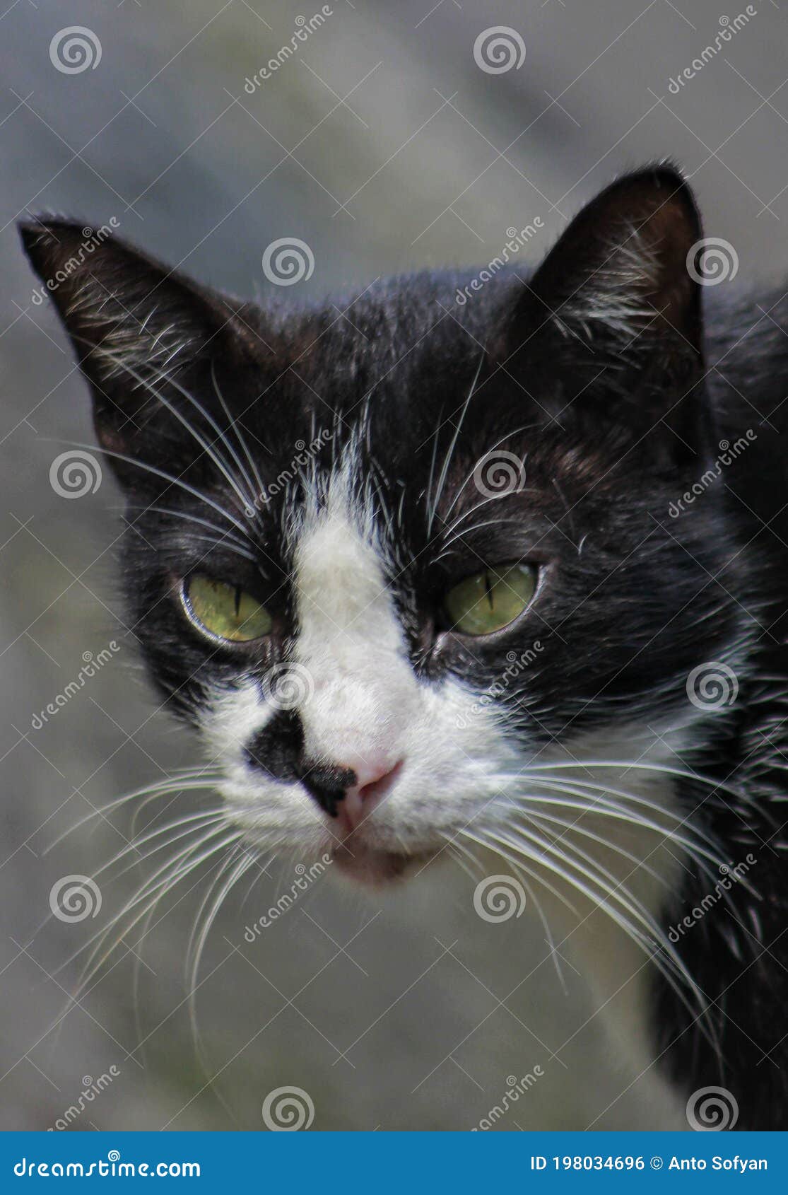 Face cat black sharp eyes stock photo. Image of mammal - 198034696