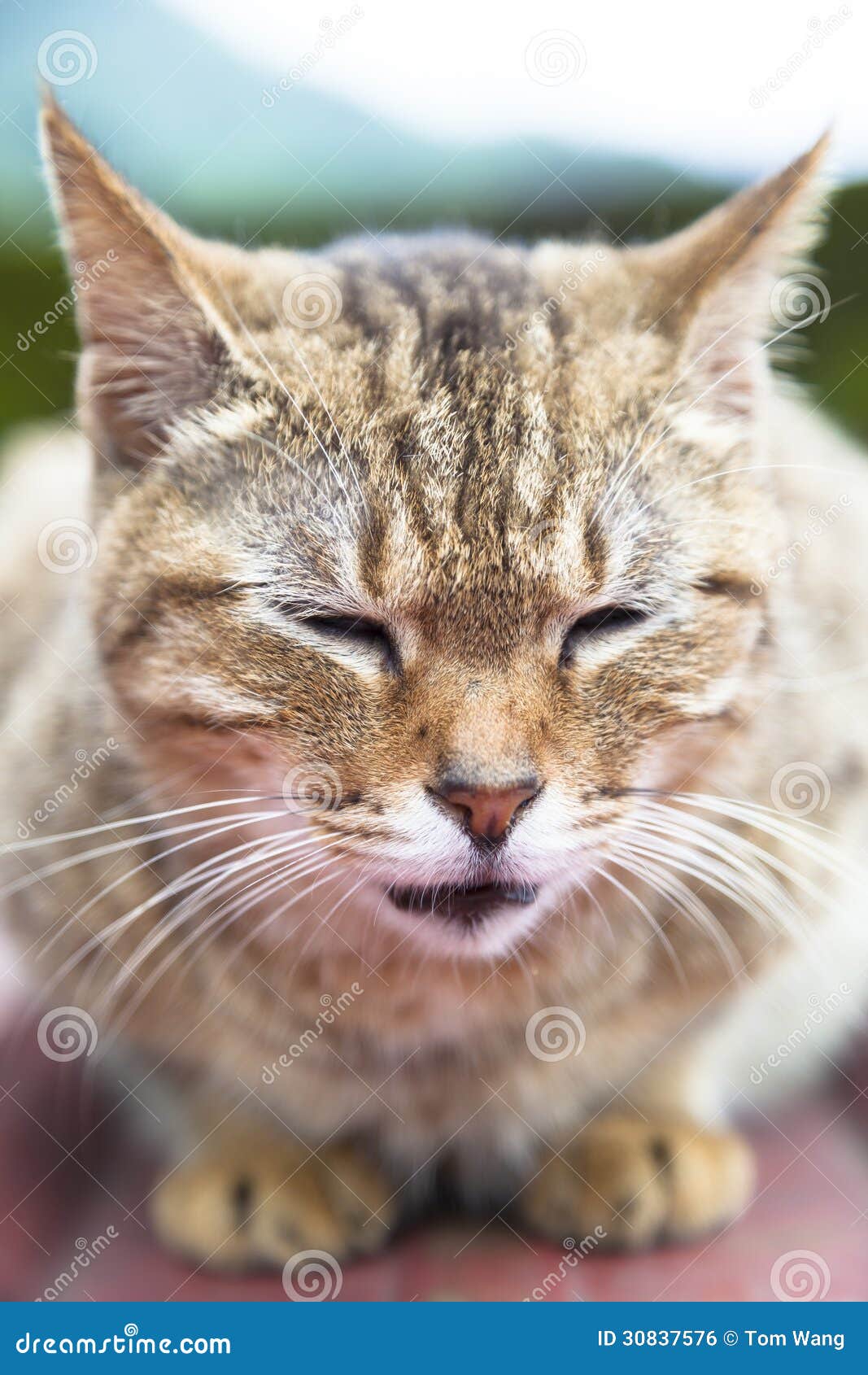 Face of cat stock photo. Image of face, mammal, fluffy - 30837576