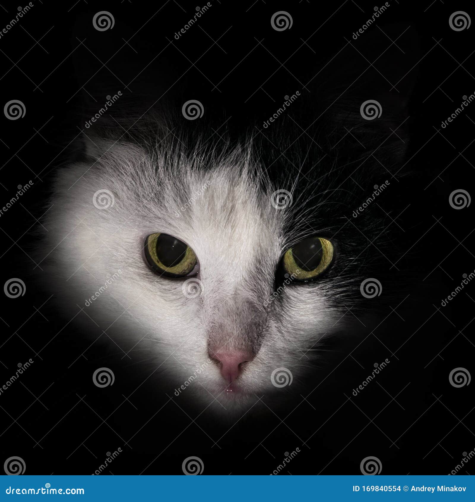 The Face of a Cat in the Dark White Black Stock Photo - Image of ...