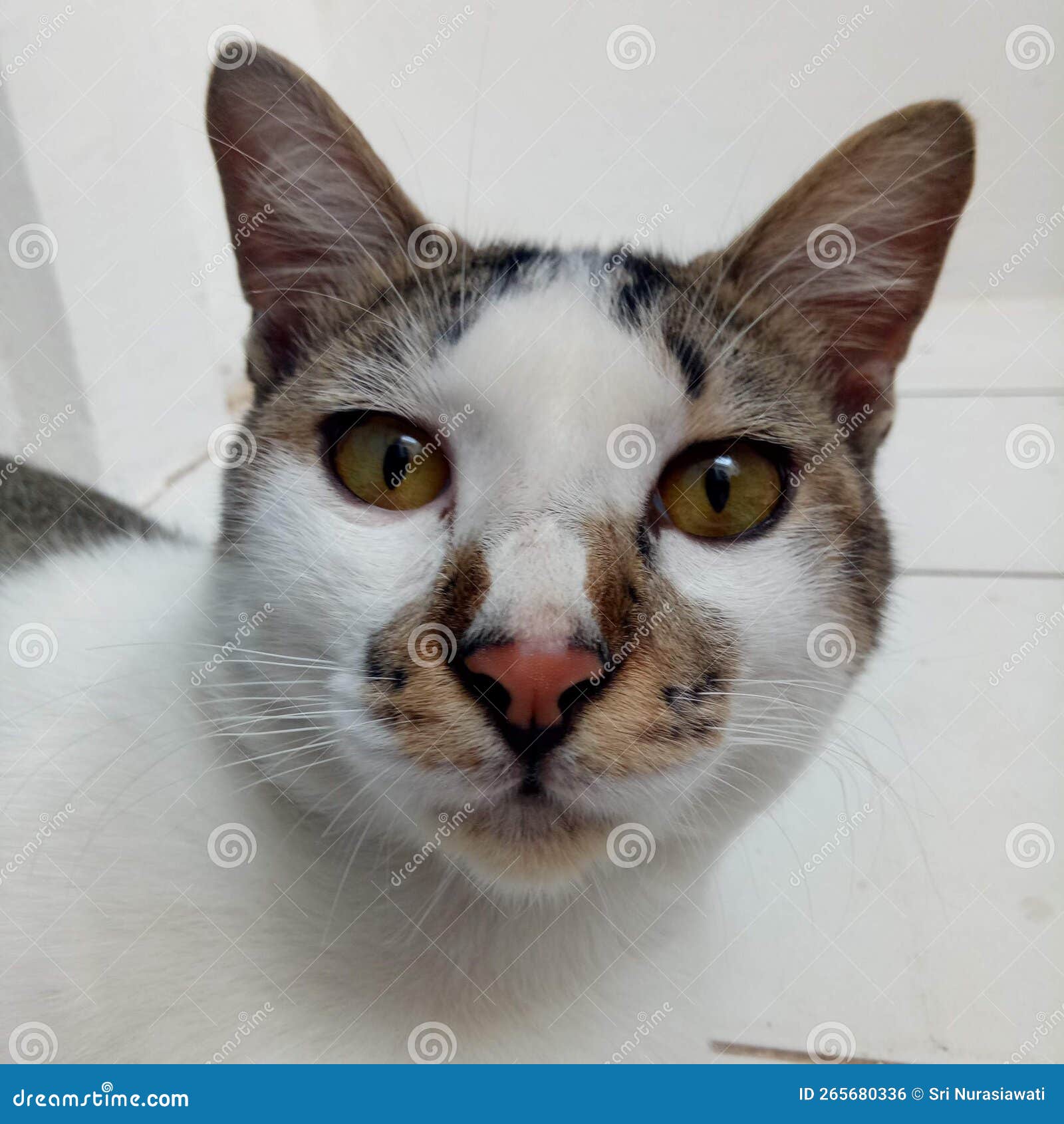 Face Cat Facing Camera stock photo. Image of wildcat - 265680336