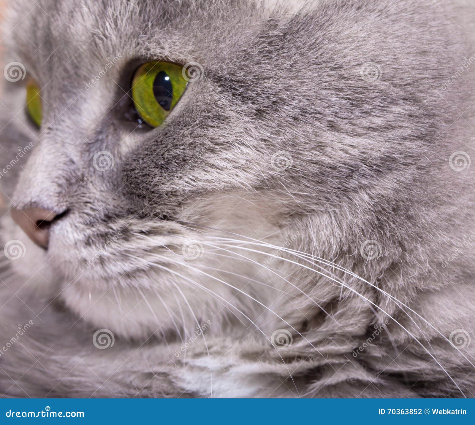 Face of the Cat Looking on the Left Stock Photo - Image of feline ...