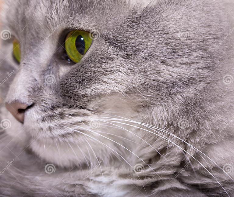 Face of the Cat Looking on the Left Stock Photo - Image of feline ...