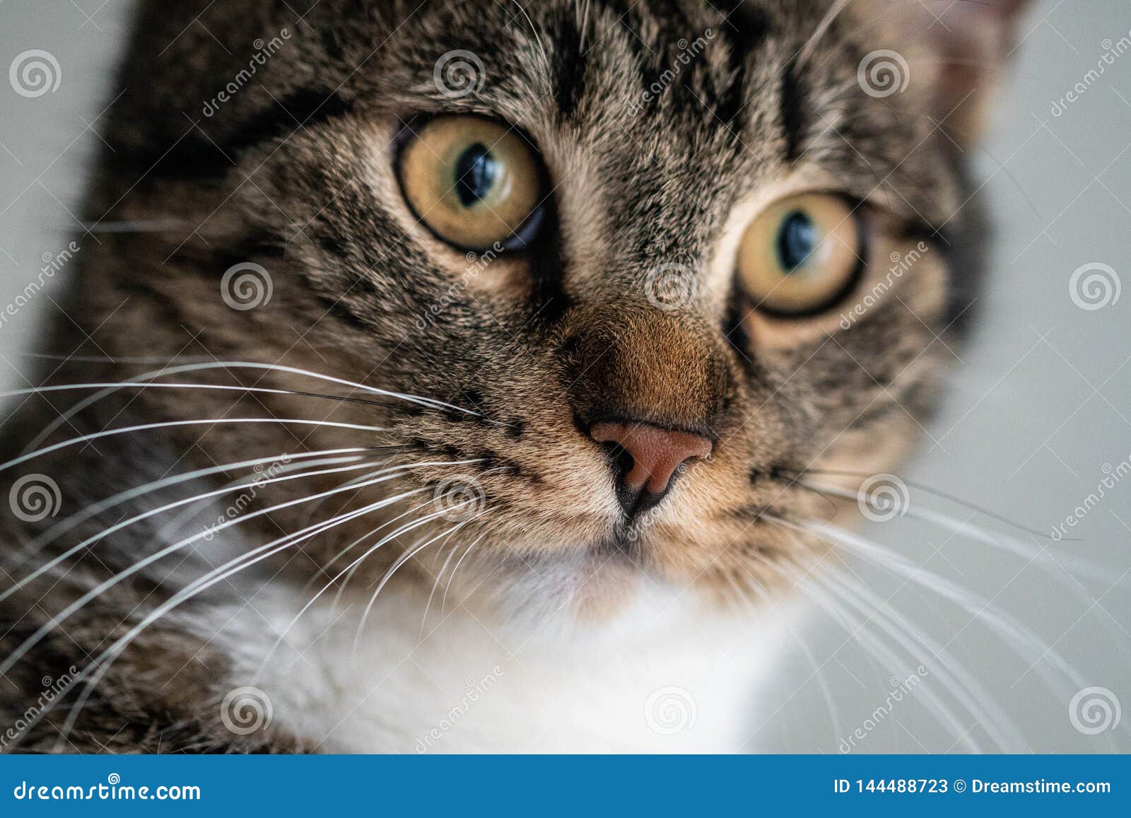 The Face of a cat stock image. Image of hair, kitten - 144488723