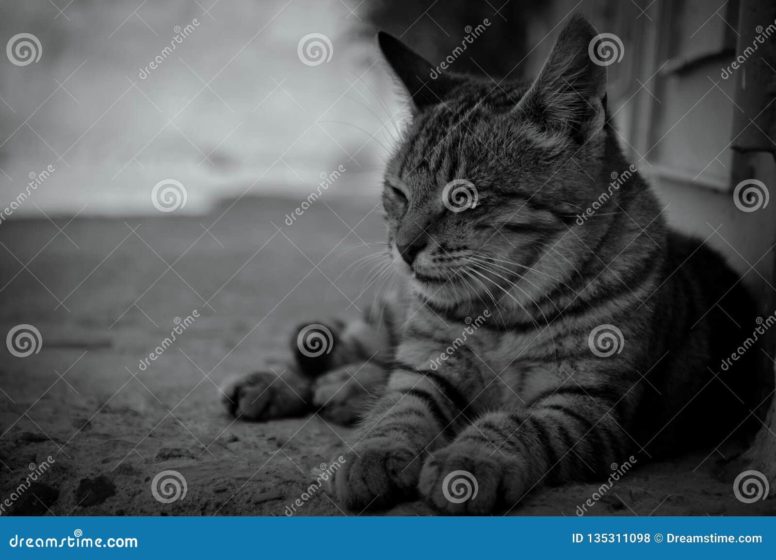 The face of the cat stock photo. Image of sunset, suffering - 135311098