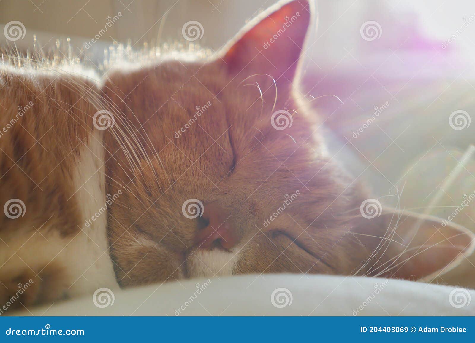 Face of Cat Sleeping and Lens Flare Stock Image - Image of animal ...