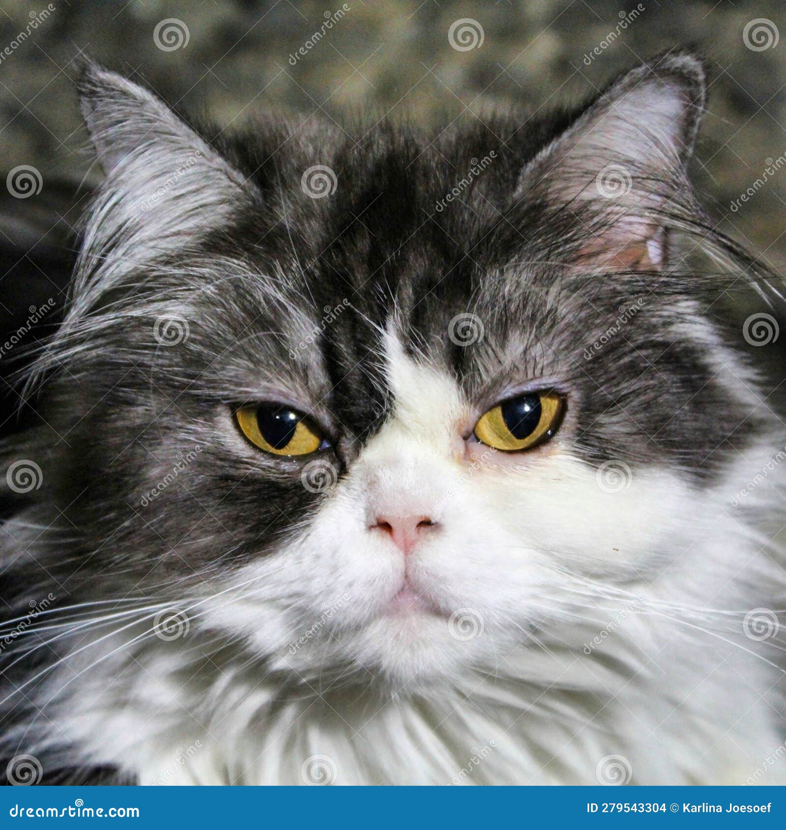 Face of a Cat Who Looks Sleepy Stock Photo - Image of sleep, sleepy ...