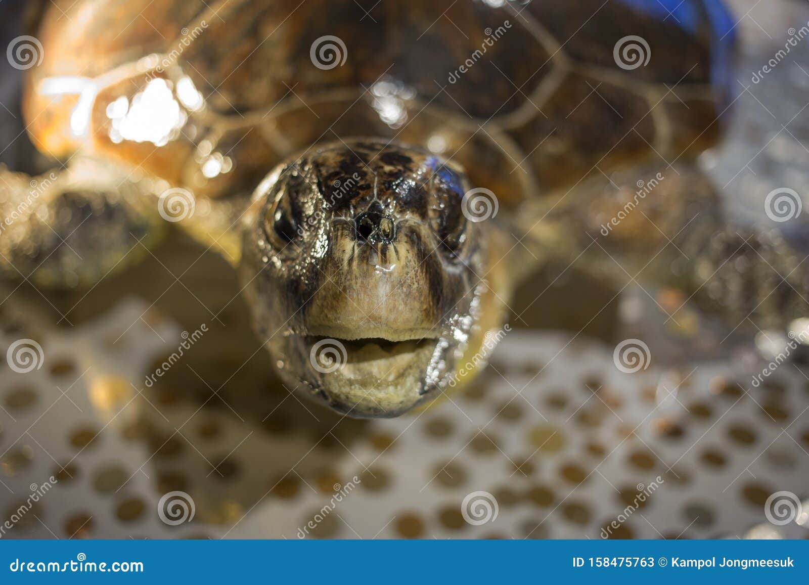 Stuff Head of Turtle, Focus Selective Stock Image - Image of forage ...