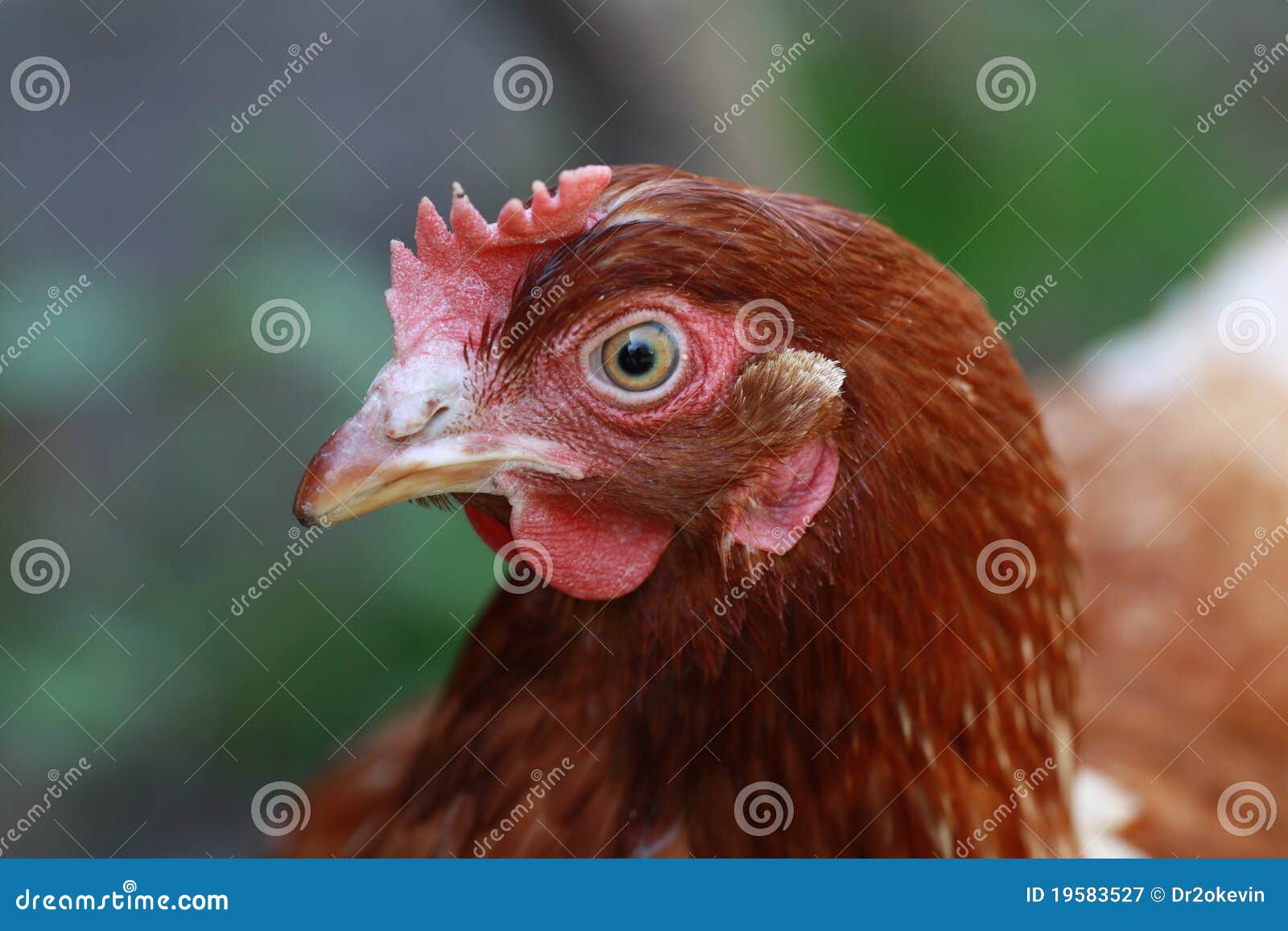 Face of a chicken stock image. Image of bird, animal - 19583527