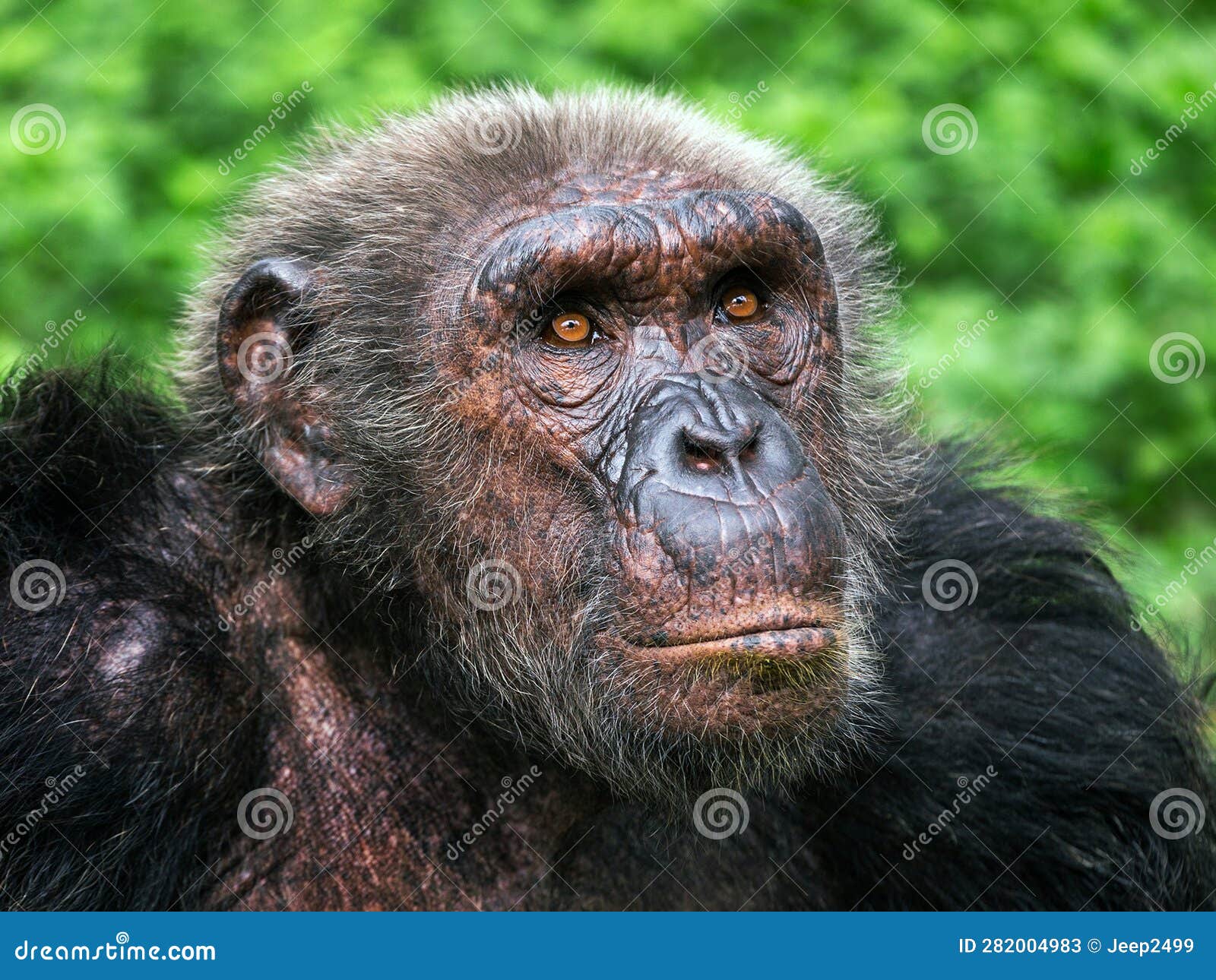 Face of chimpanzee. stock image. Image of mammal, lowland - 282004983