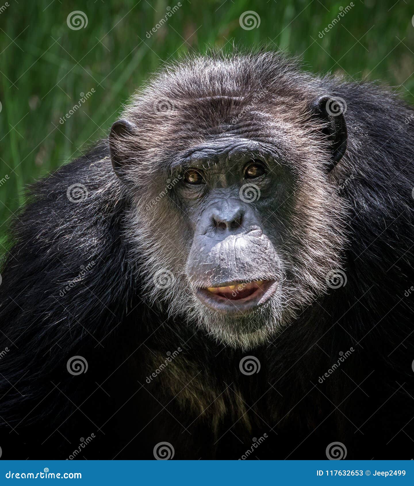 The Face of the Chimpanzee. Stock Image - Image of chimp, endangered ...