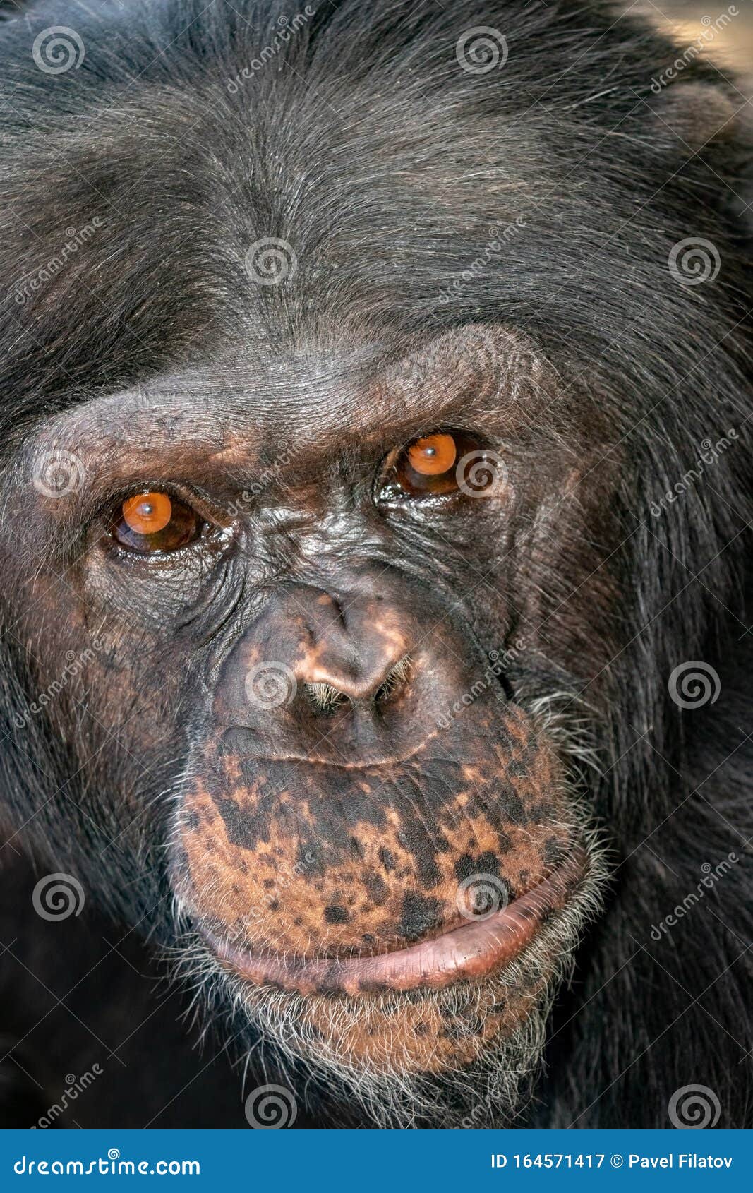 Face of a chimpanzee. stock image. Image of jungle, great - 164571417