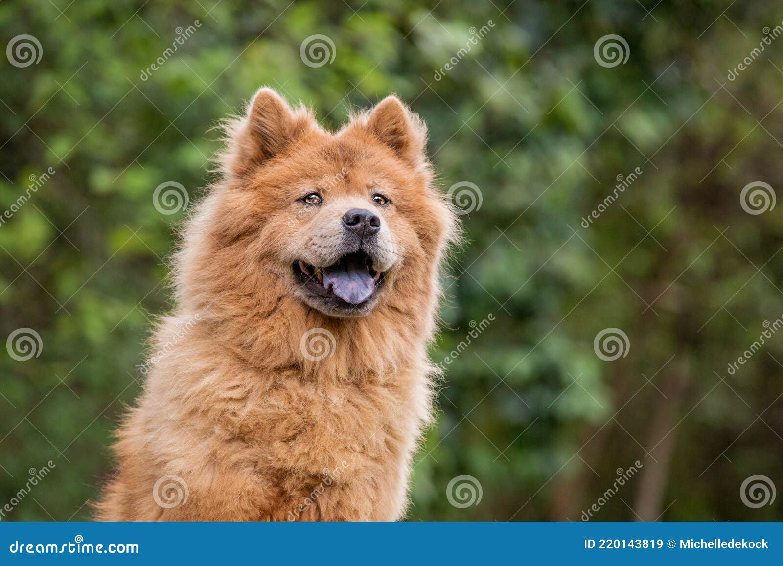 The Face of a Chow Chow Dog with a Blue Tongue. Stock Image - Image of ... The Face of a Chow Chow Dog with a Blue Tongue. Stock Image - Image of ...