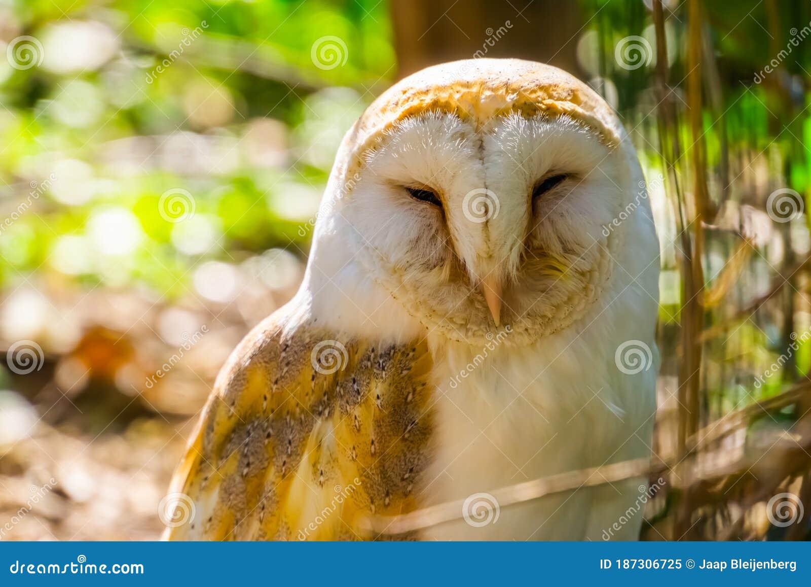 The Face of a Common Barn Owl in Closeup, Bird Specie from the ...