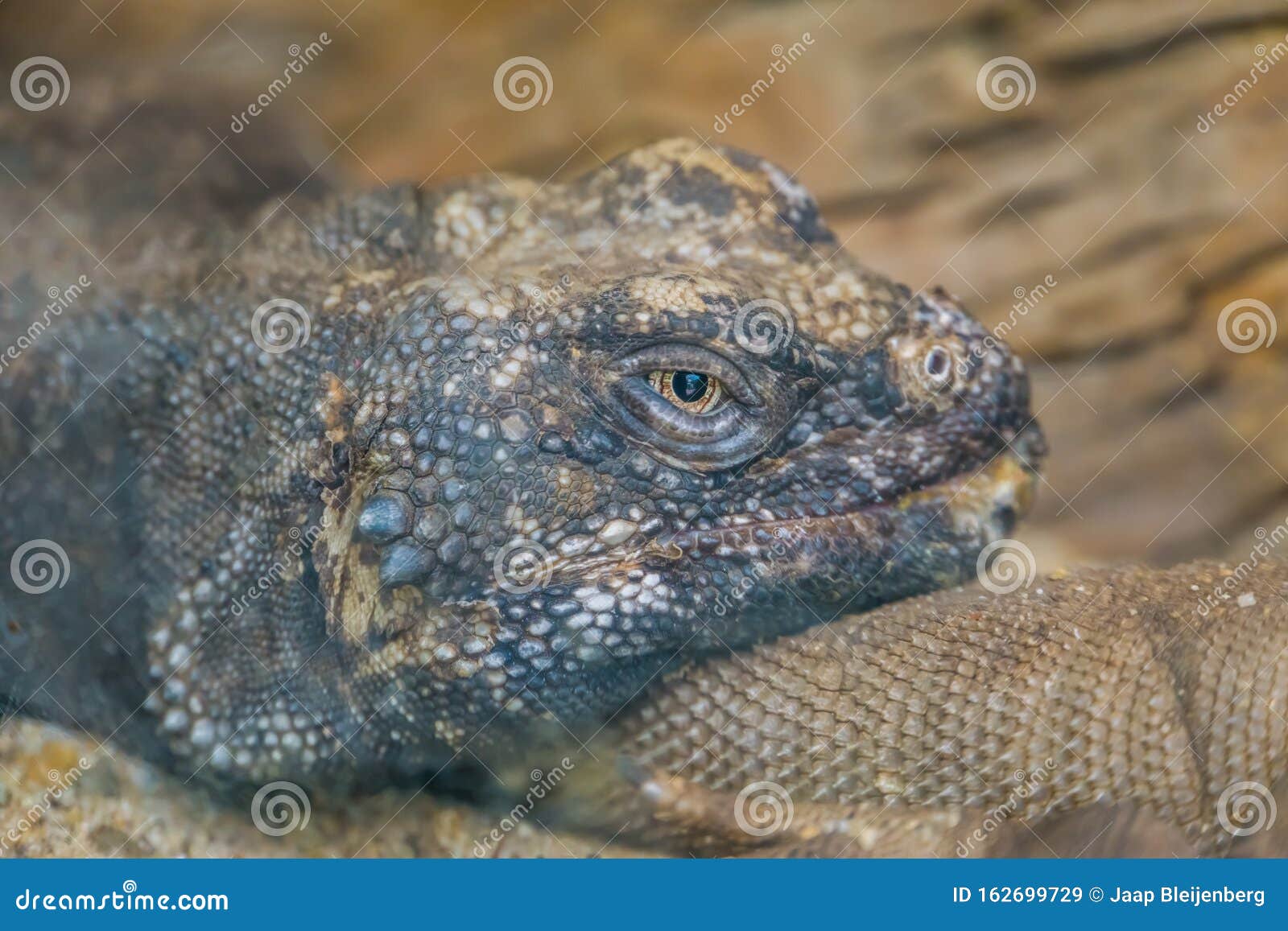 The Face of a Common Chuckwalla in Closeup, Tropical Lizard, Iguana ...