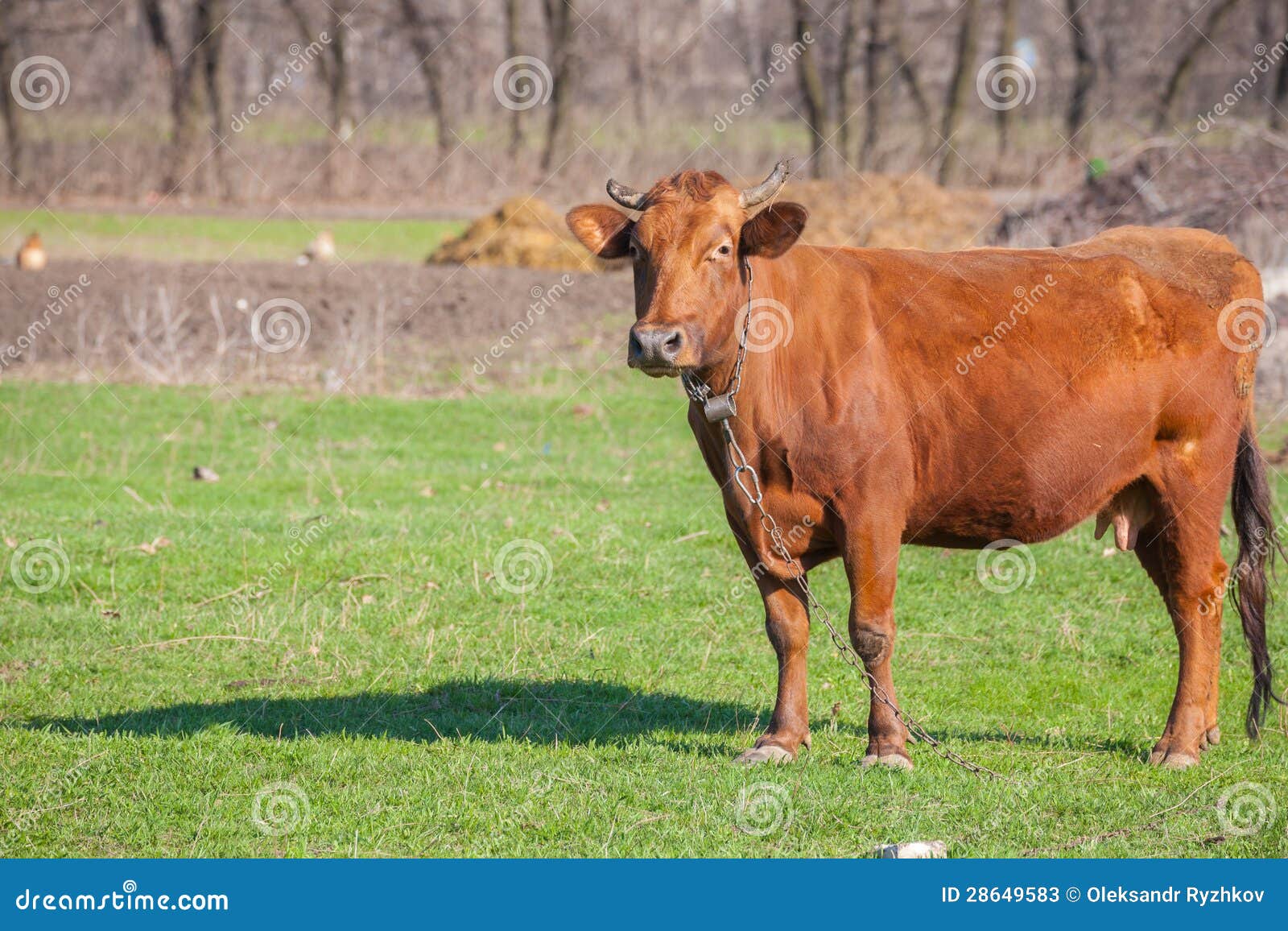 Face of a cow. stock image. Image of animal, foodstuff - 28649583