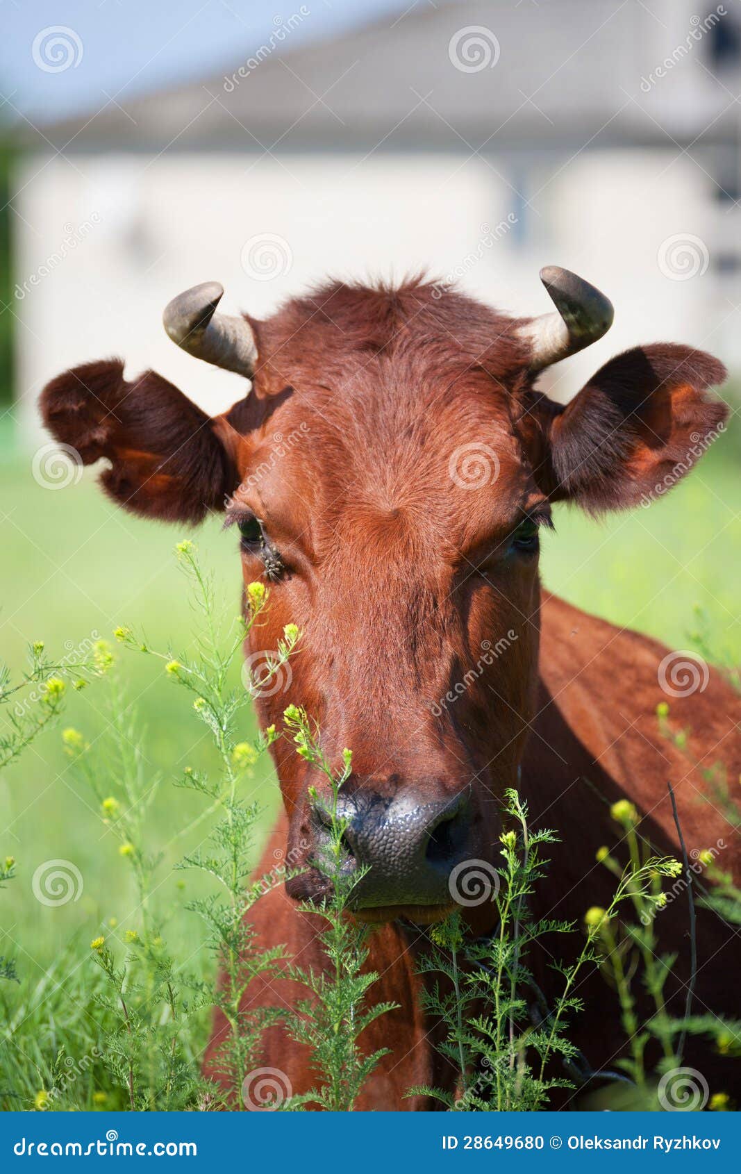 Face of a cow. stock photo. Image of creamy, friendly - 28649680