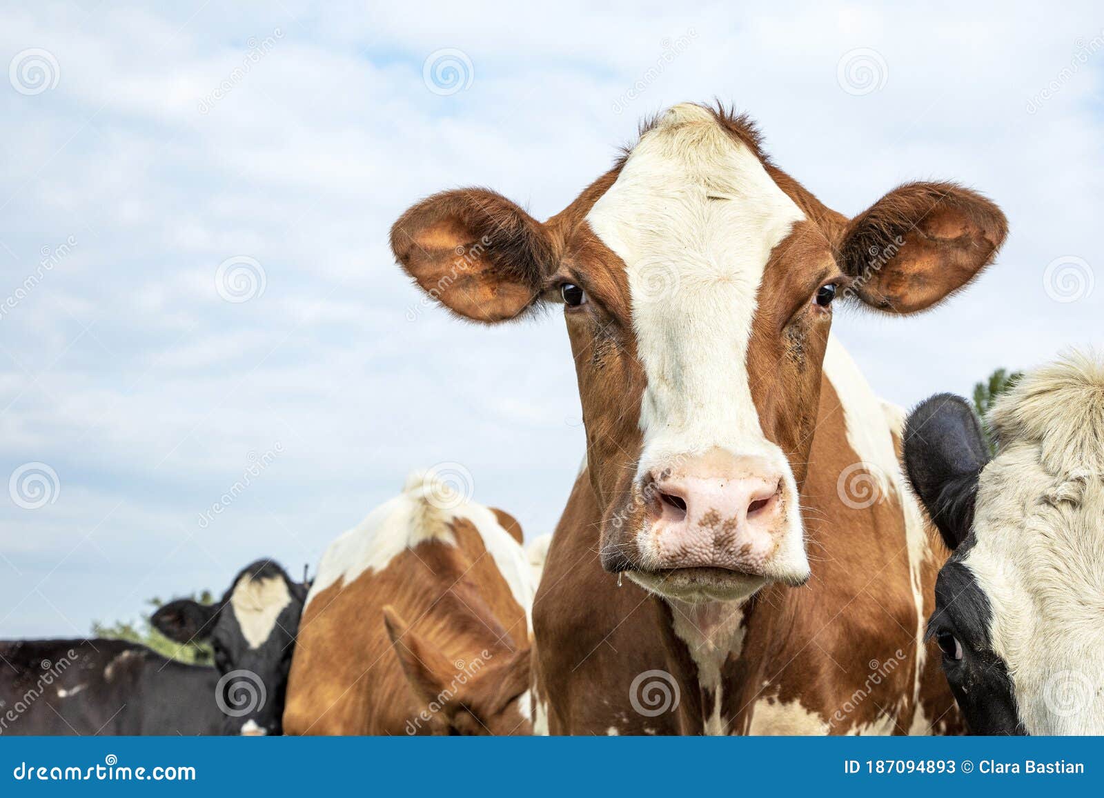 Face of a Cow, Cute and Friendly Expression, Standing Amid a Herd of ...