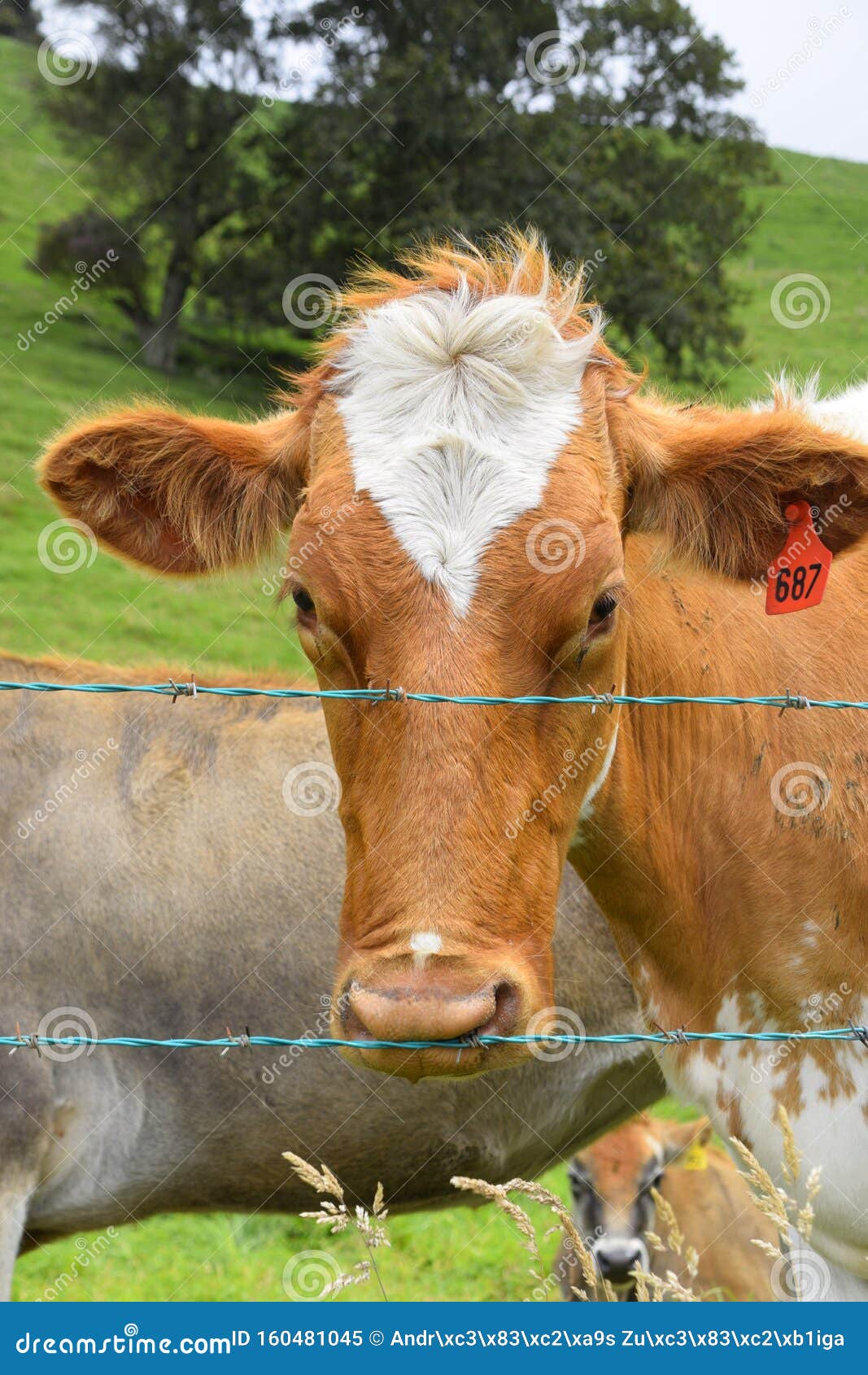 Face of a Cow in Its Green Habitat Stock Image - Image of tree, green ...