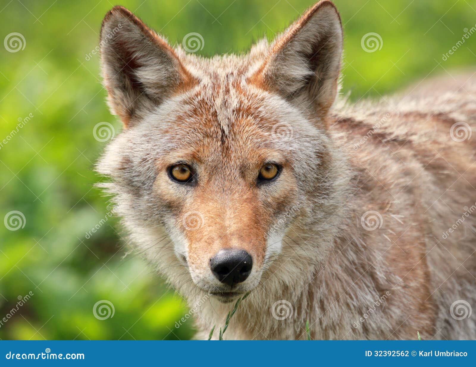 Face of coyote stock photo. Image of power, nature, predator - 32392562 Face of coyote stock photo. Image of power, nature, predator - 32392562