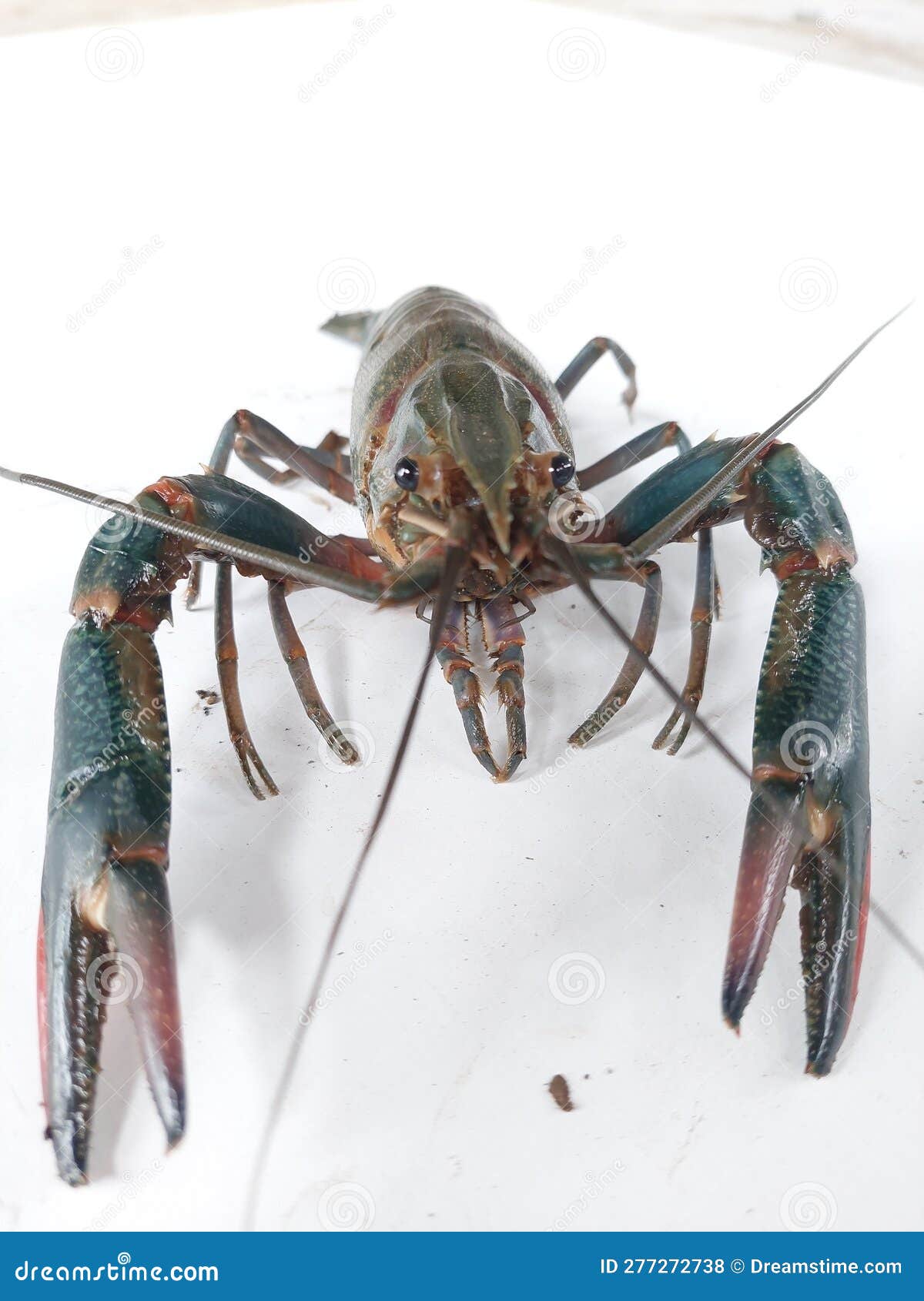 Face of crawfish stock photo. Image of foods, crawfish - 277272738