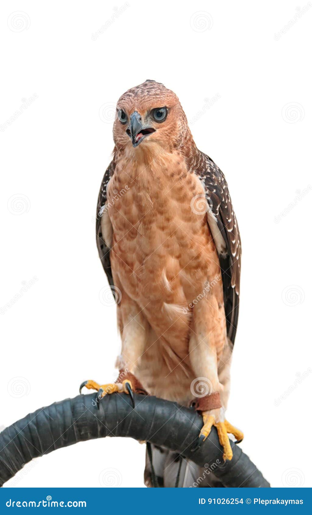 Crested Goshawk Or Accipiter Trivirgatus White Tropical Asian Hawk ...
