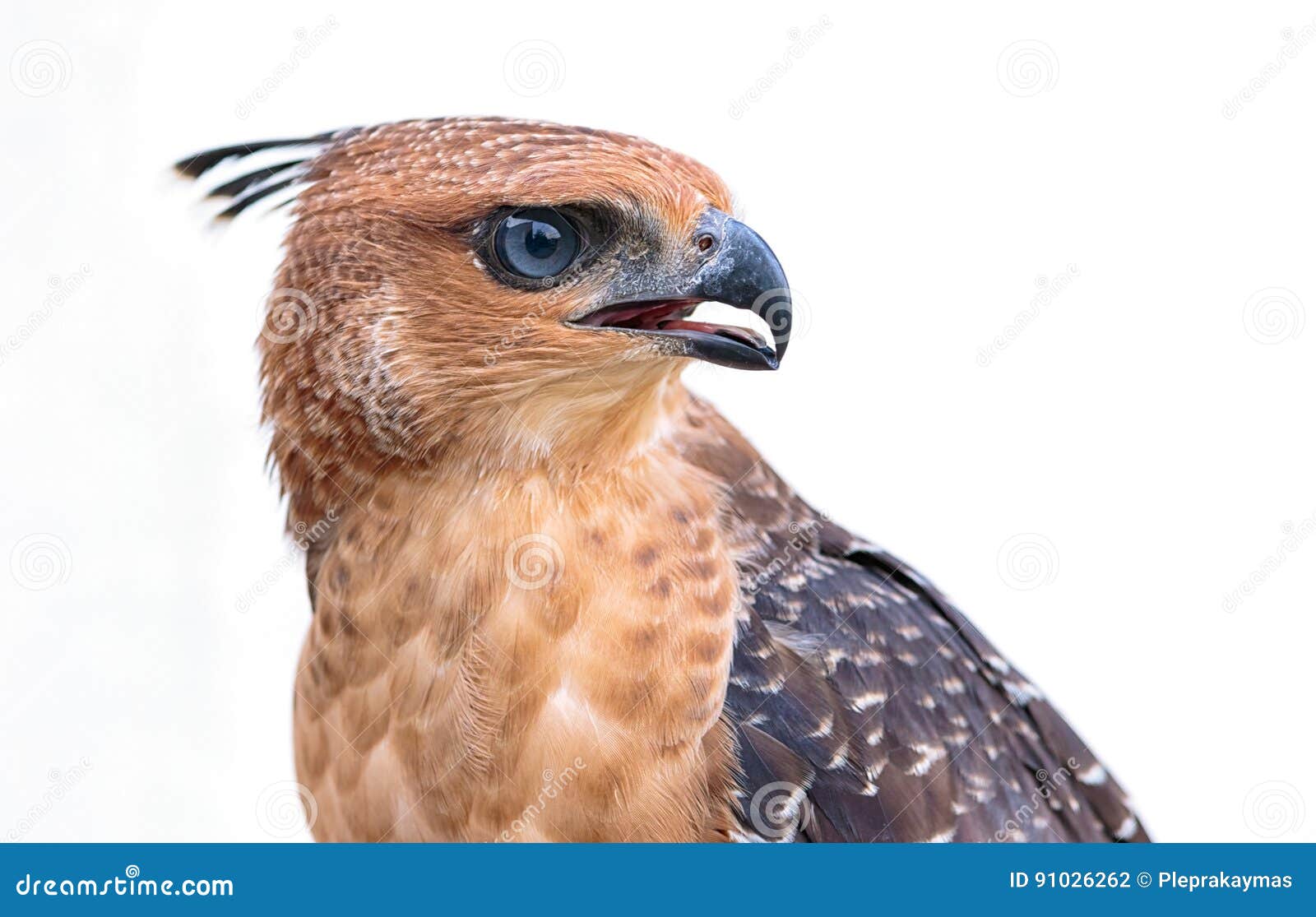 The Face of the Crested Goshawk Stock Photo - Image of freedom, hunter ...