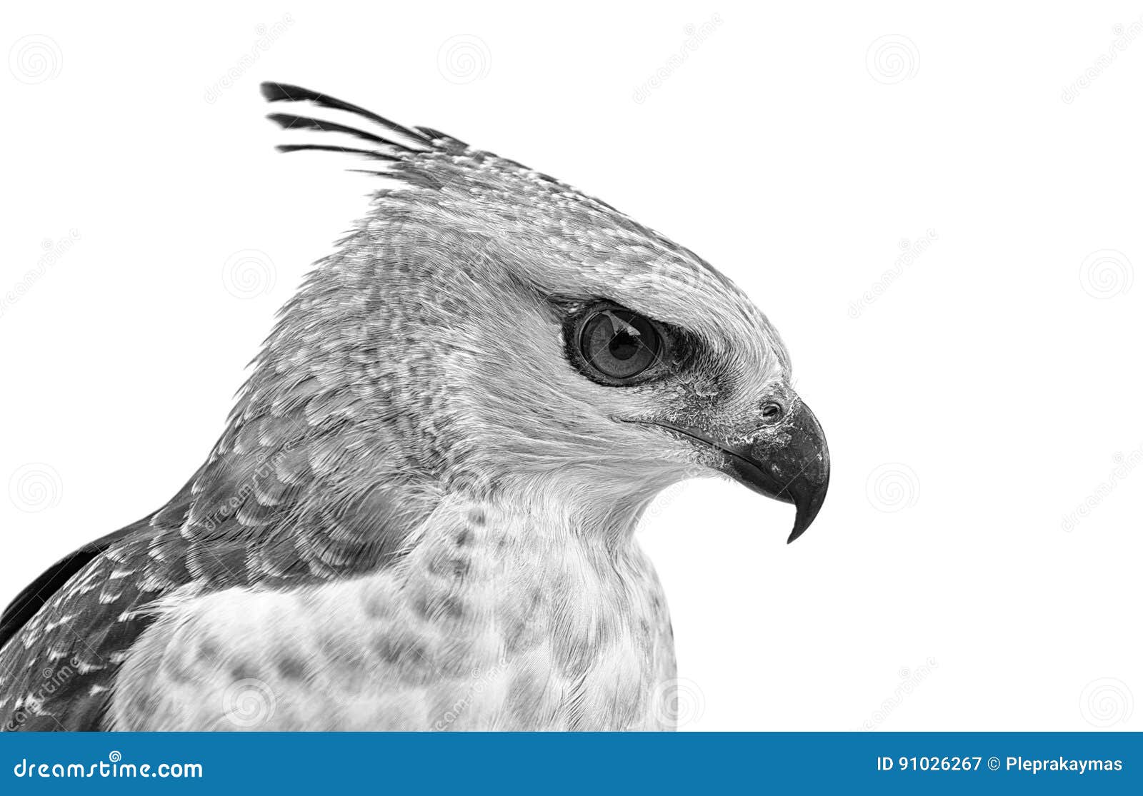 Crested Goshawk Or Accipiter Trivirgatus White Tropical Asian Hawk ...