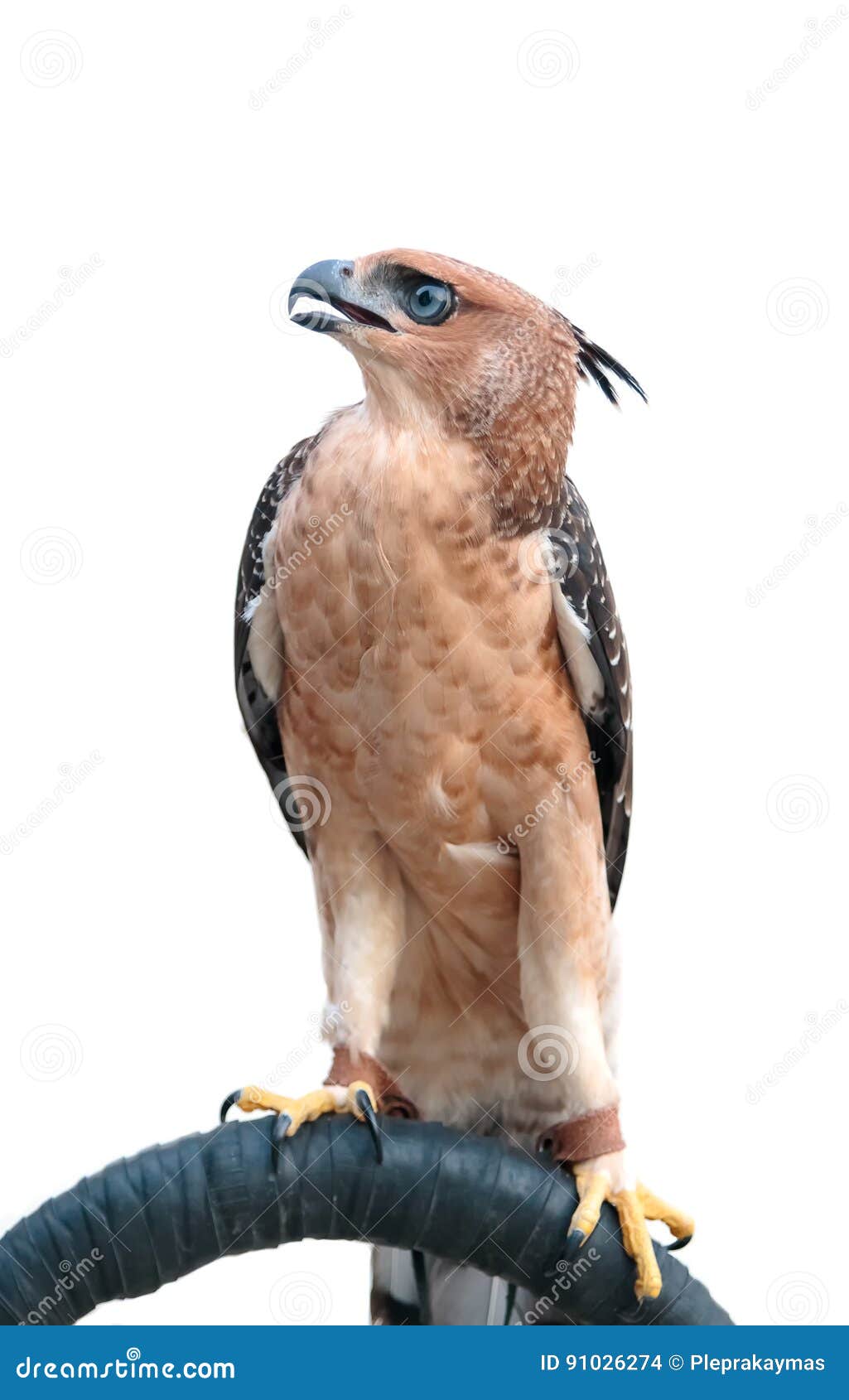 Crested Goshawk Or Accipiter Trivirgatus White Tropical Asian Hawk ...