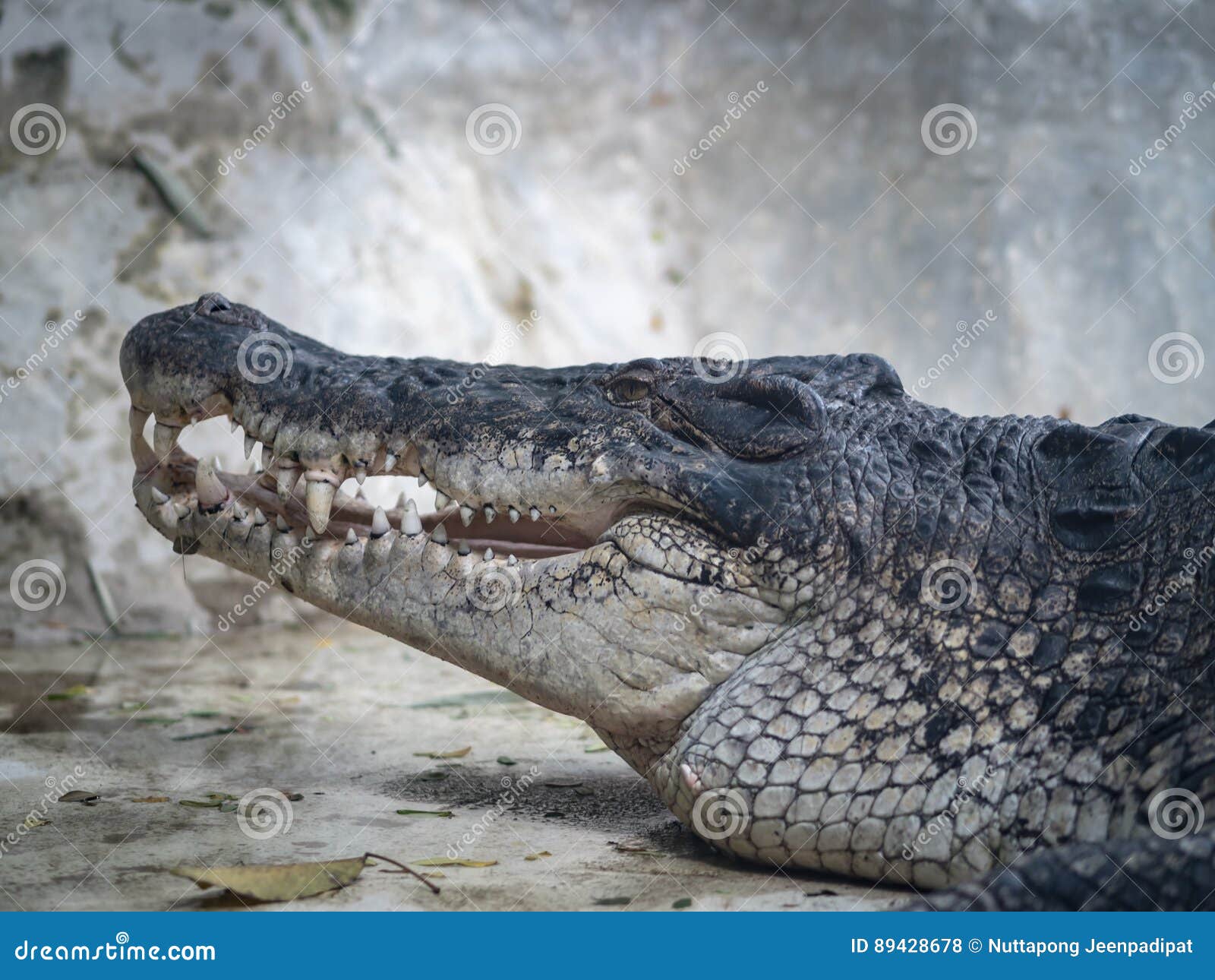Face of crocodile stock photo. Image of africa, crocodile - 89428678