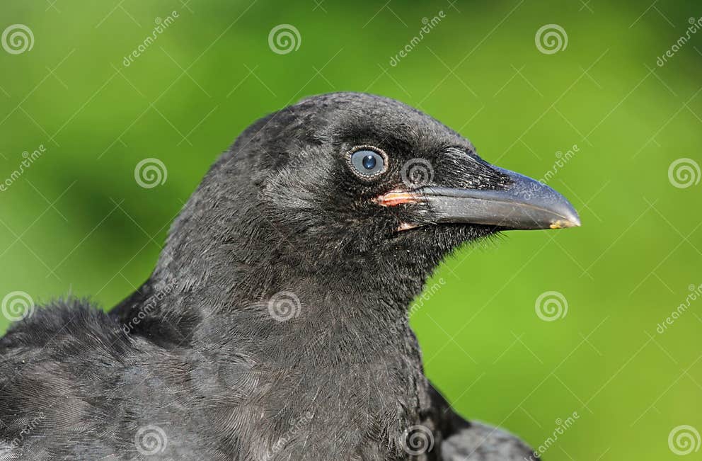 Face of crow stock image. Image of bird, summer, head - 25201809