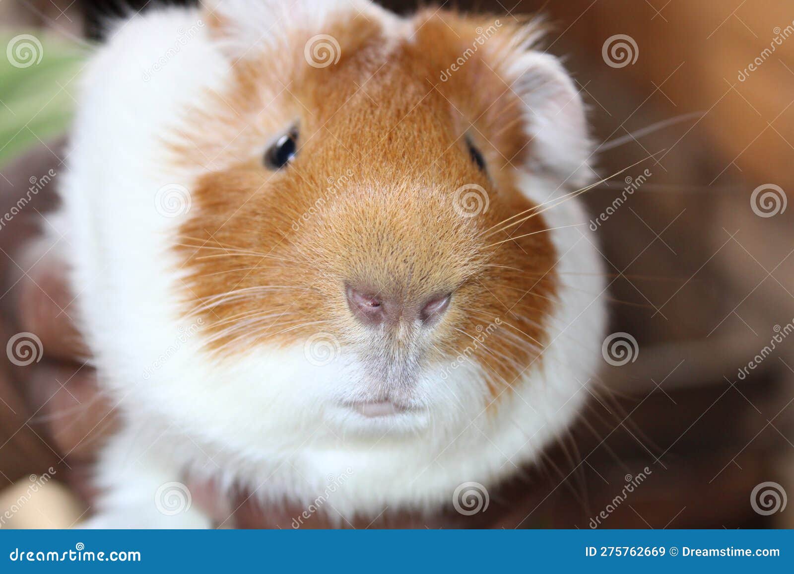 Face Cui on Peruvian Andean Stock Image - Image of beatiful, face ...