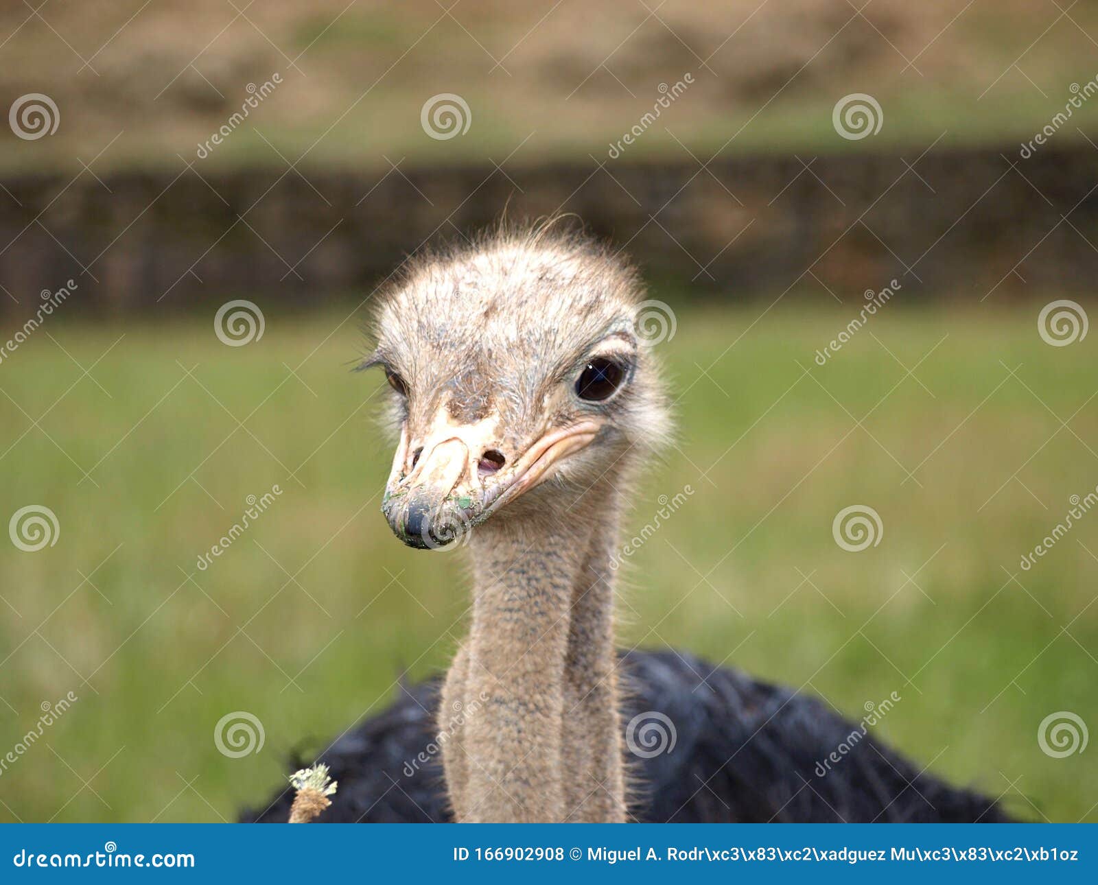 Face of a curious ostrich stock photo. Image of portrait - 166902908
