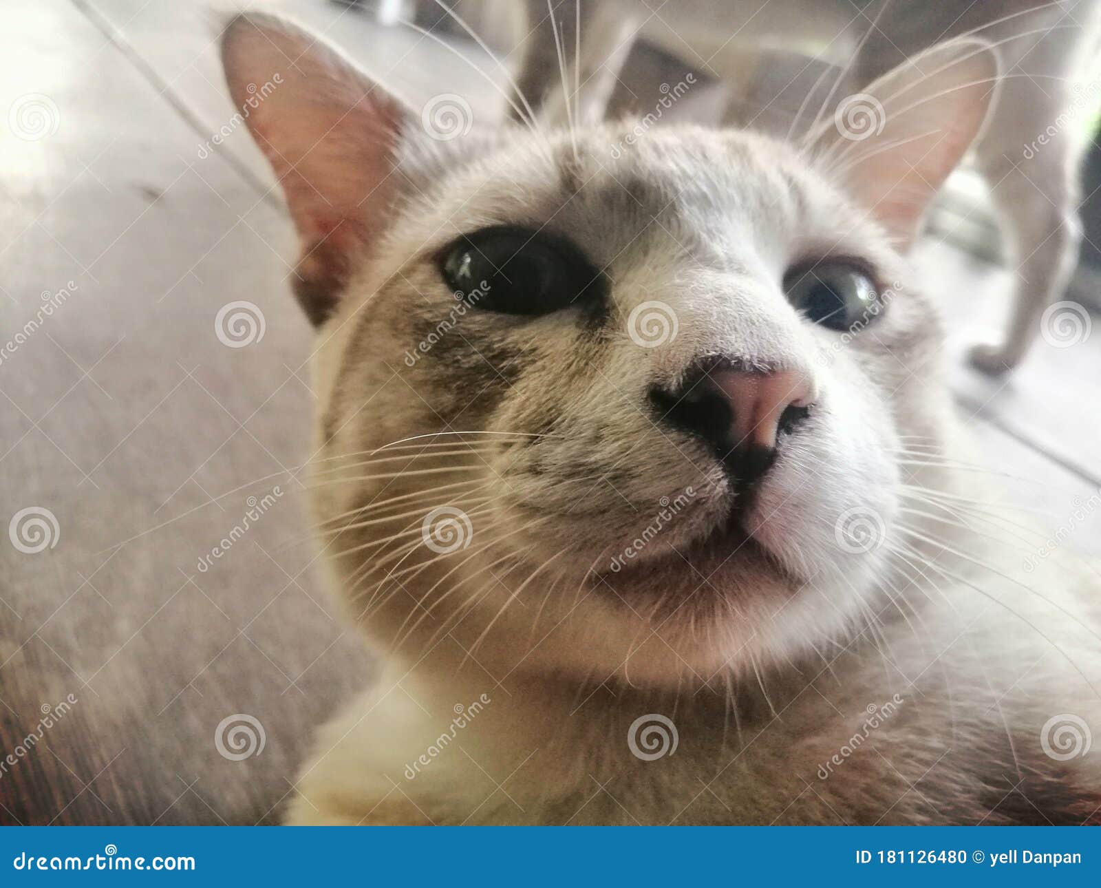 The Face of a Cute Cat is Foggy Stock Photo - Image of cute, foggy ...