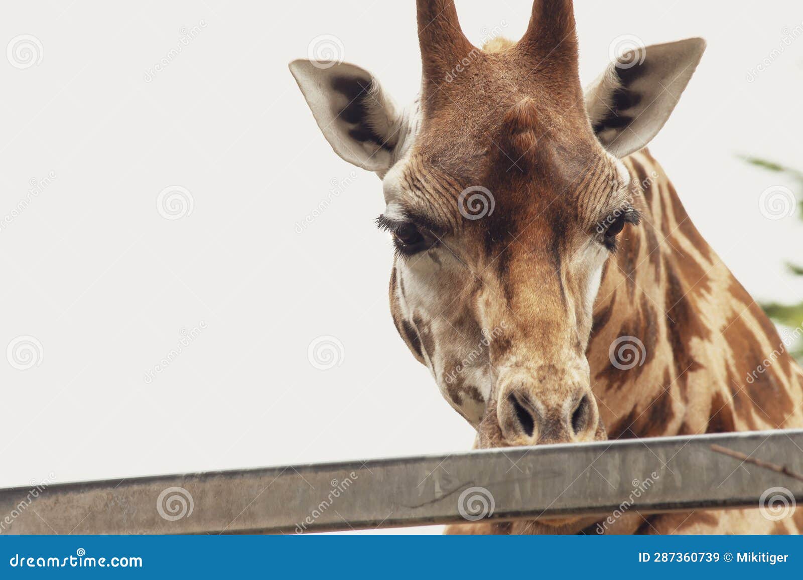 Face of cute giraffe looks stock image. Image of head - 287360739