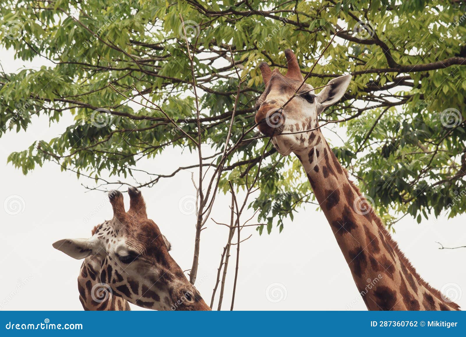 Giraffe Looks Quizzically At The Camera In The San Francisco Zoo Stock ...
