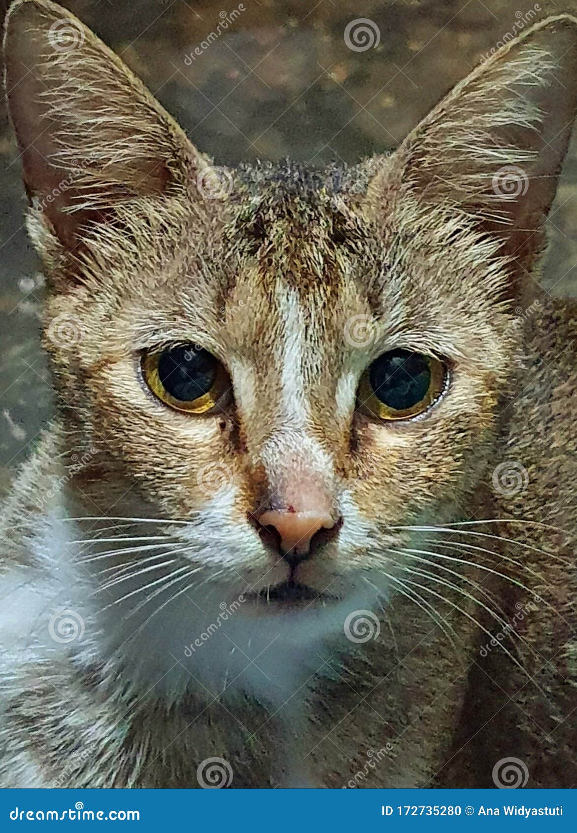 The Face of a Cute Native Cat Stock Photo - Image of cute, looking ...
